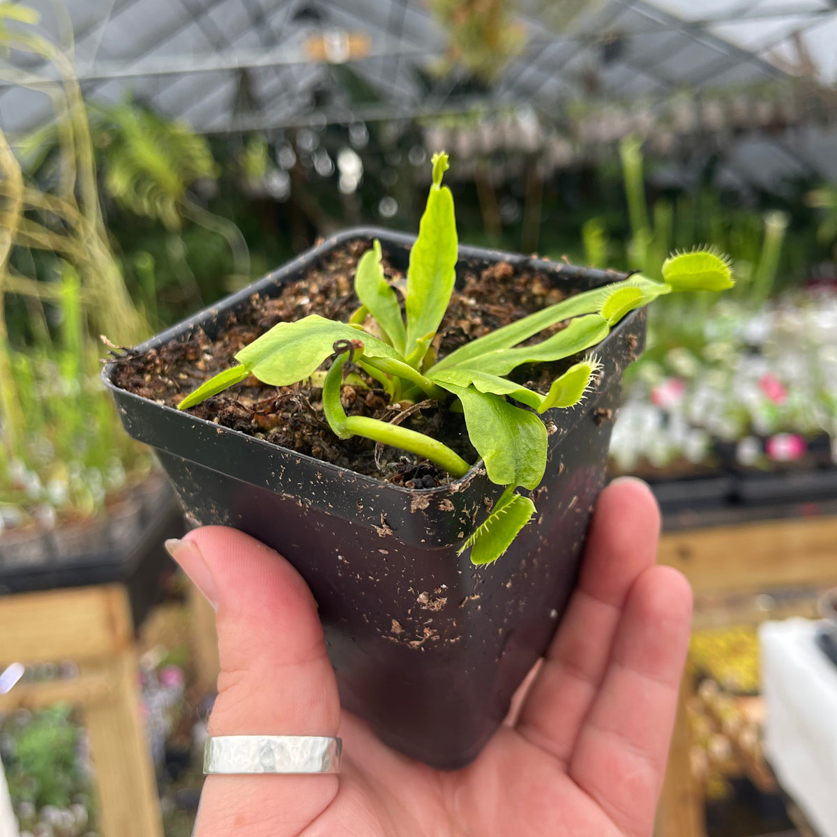 Venus Flytrap Dionaea Muscipula Ck Double Cerberus Carnivero