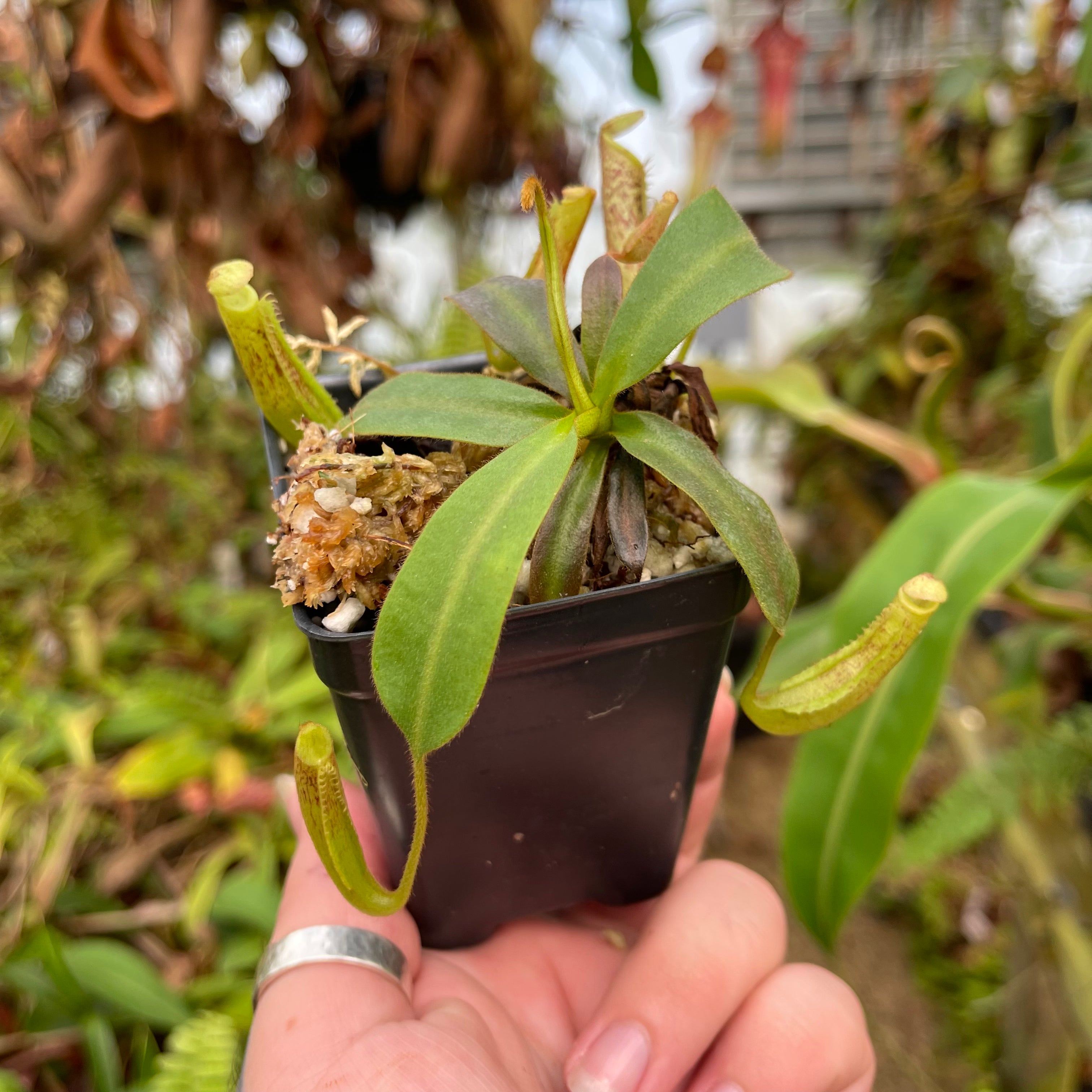 Nepenthes vogelii x platychila, CAR-0456 – Carnivero