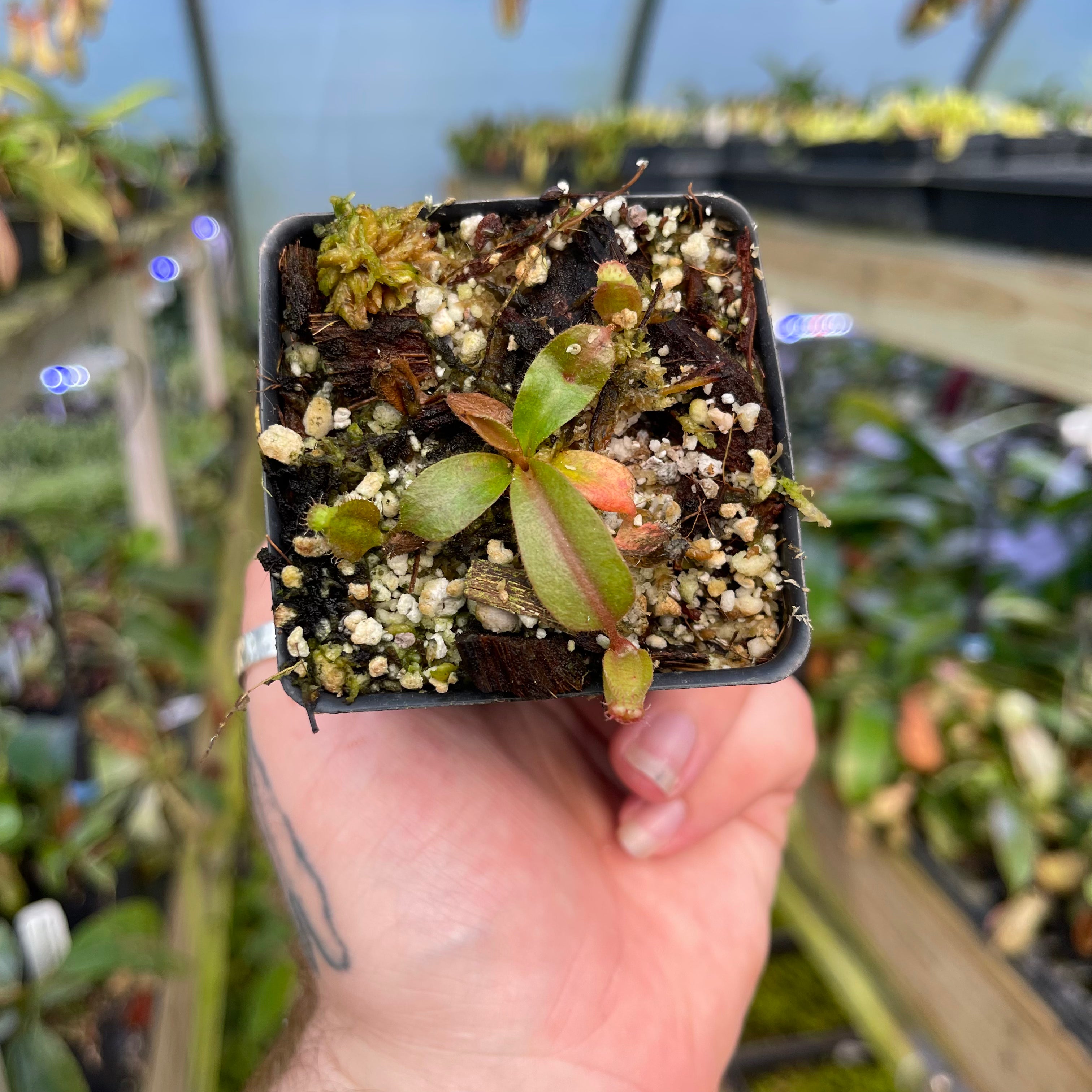 Nepenthes [(Rokko x boschiana) x veitchii] x (truncata x veitchii), CA – Carnivero