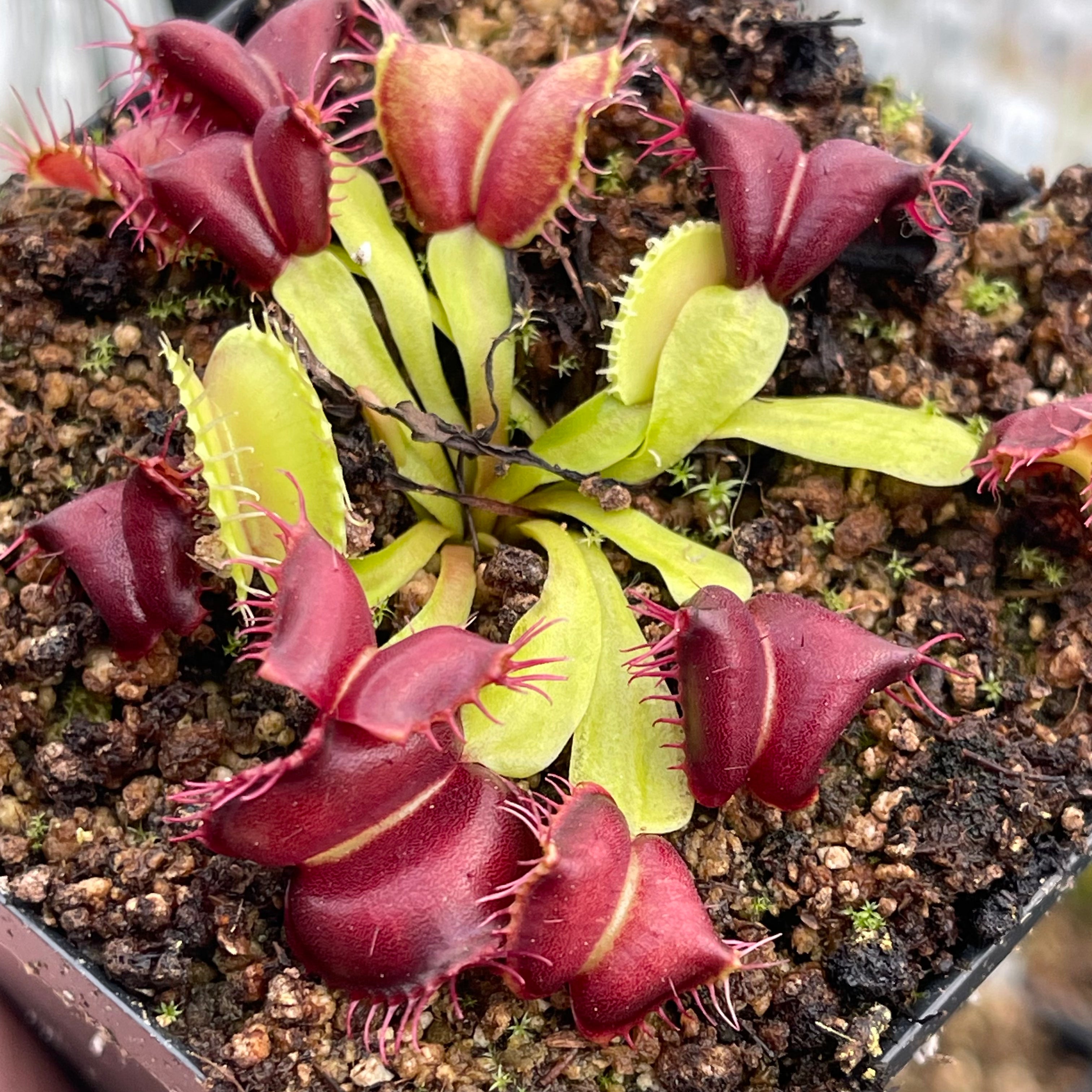 Venus Flytrap- Dionaea muscipula 'Red Moontrap' – Carnivero