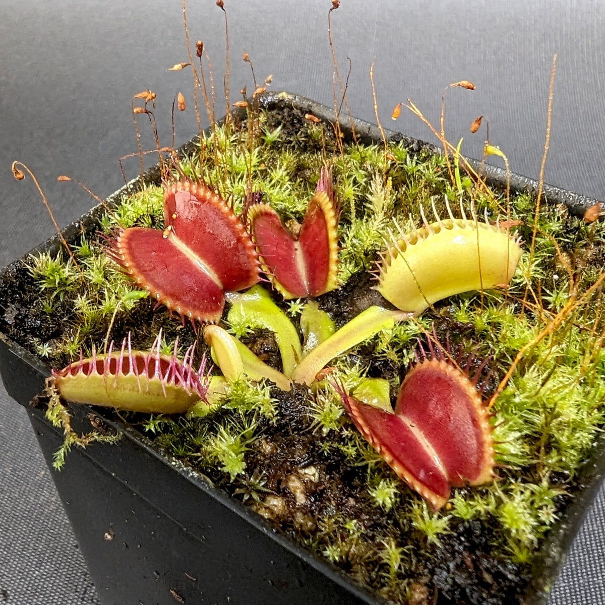 Venus Flytrap- Dionaea muscipula Mirror – Carnivero