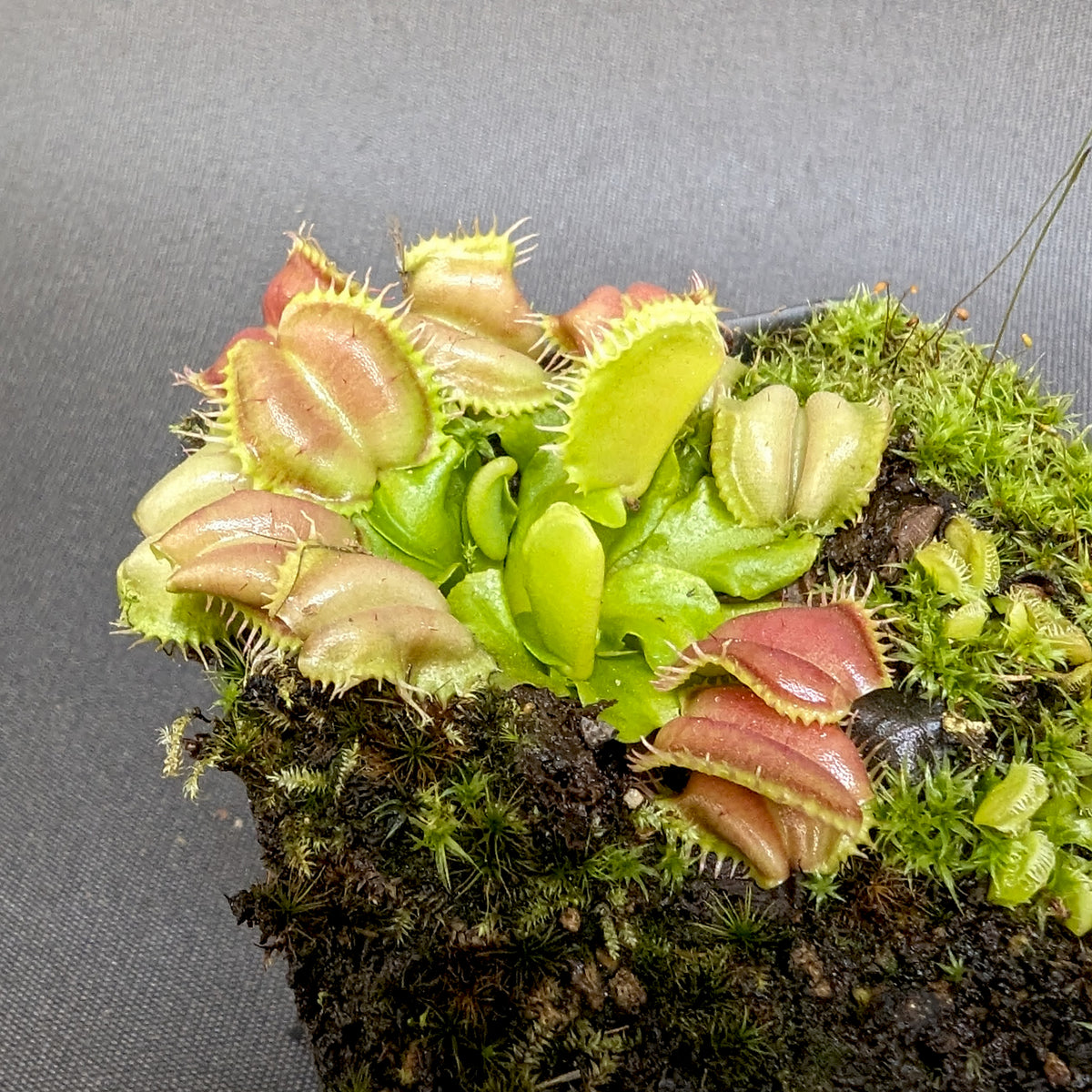 Venus Flytrap- Dionaea muscipula "Angel Wings" – Carnivero