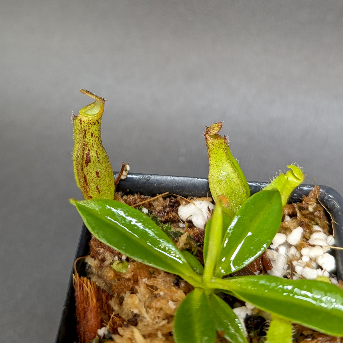 Nepenthes (maxima x campanulata) x [(lowii x veitchii) x campanulata], – Carnivero