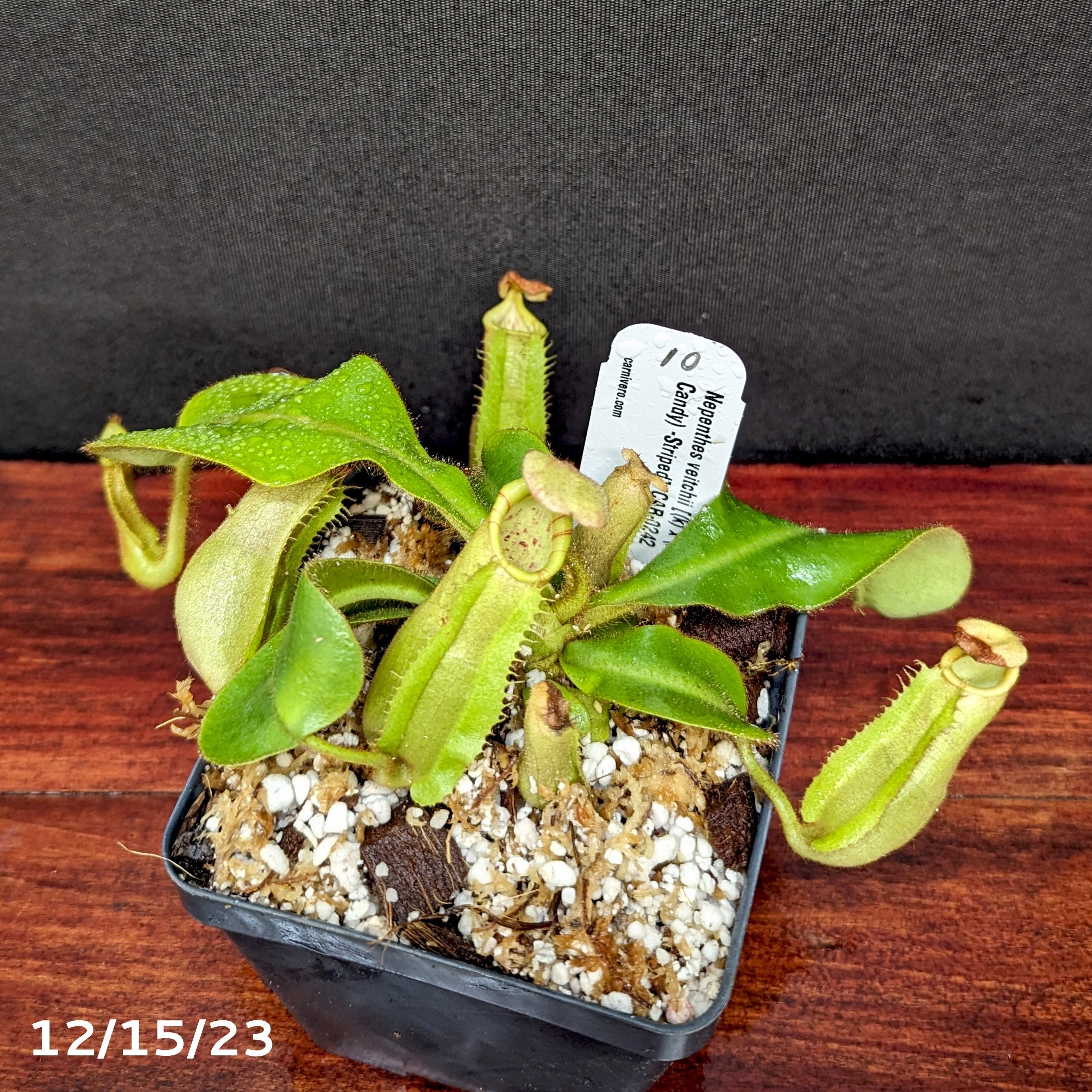 Nepenthes veitchii [(k) x (Murud x Candy) -Striped], CAR-0242 - Exact – Carnivero