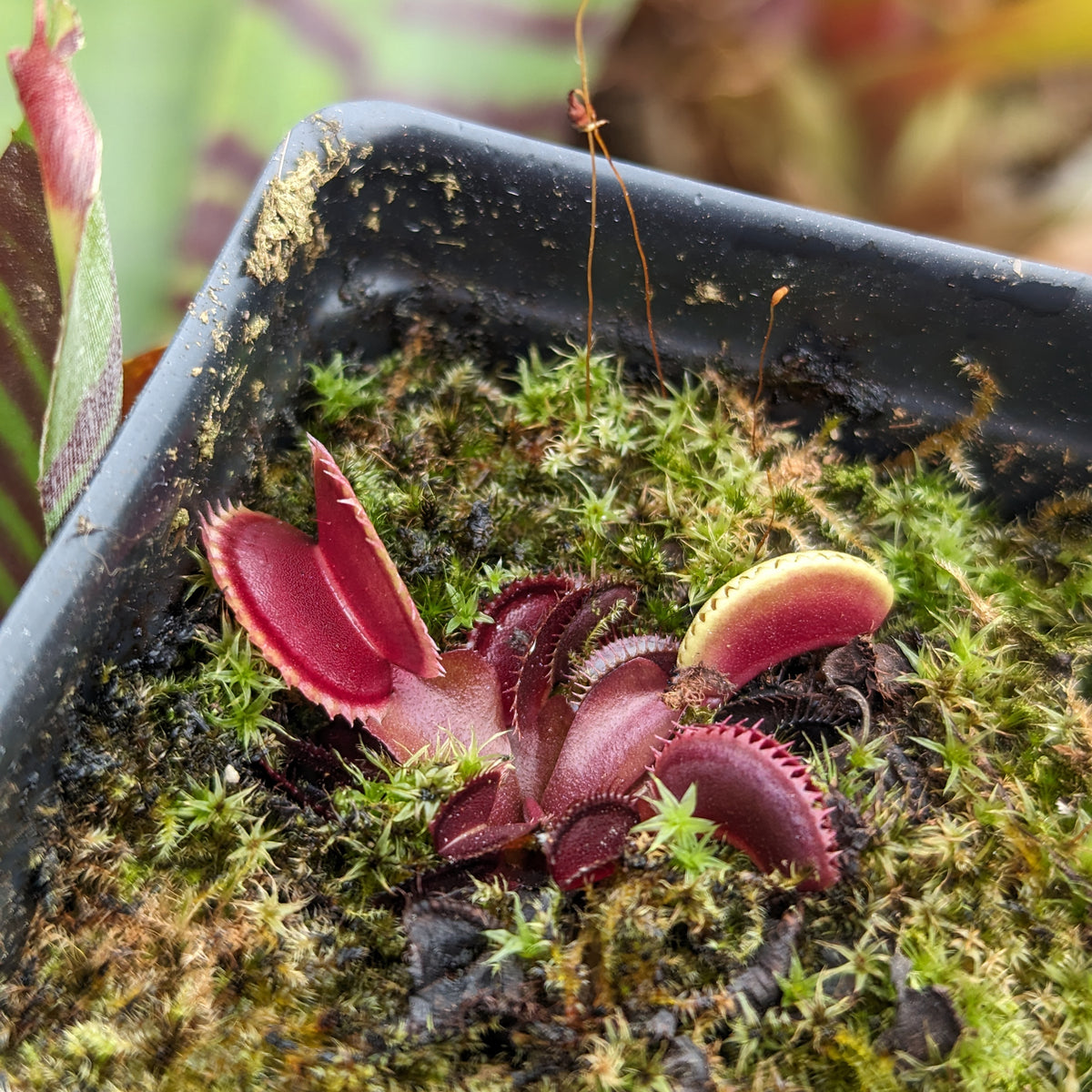 Venus Flytrap- Dionaea muscipula 'Red Dentate' – Carnivero