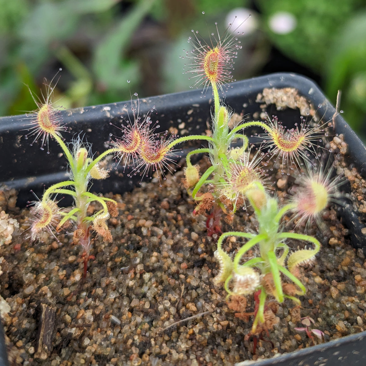Drosera scorpioides "very light pink Fl.", Shaggy Sundew, Pygmy Sundew – Carnivero