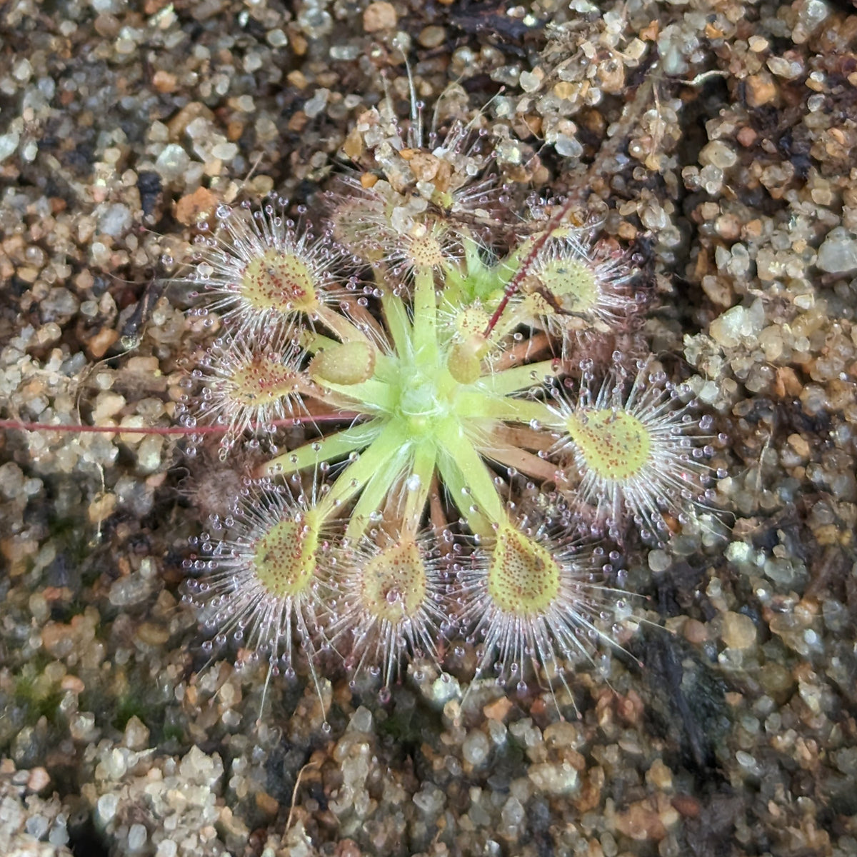 Drosera omissa x pulchella Pygmy Sundew – Carnivero