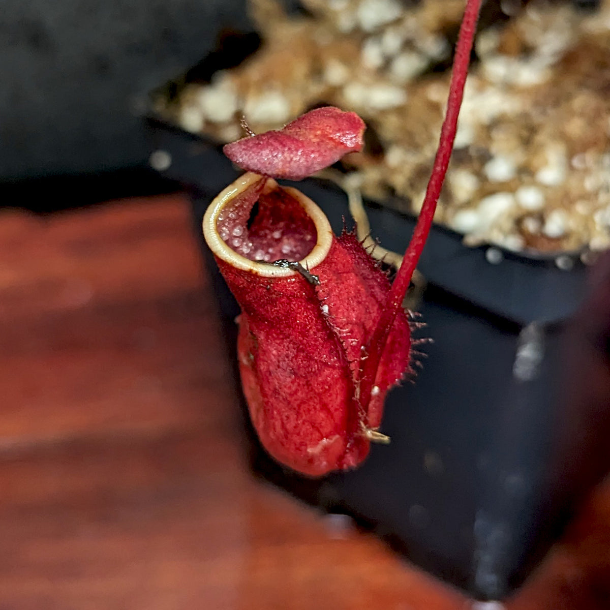Nepenthes thorelii Pitcher Plant – Carnivero