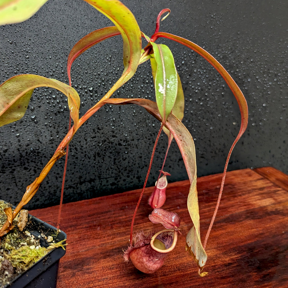 Nepenthes thorelii Pitcher Plant – Carnivero