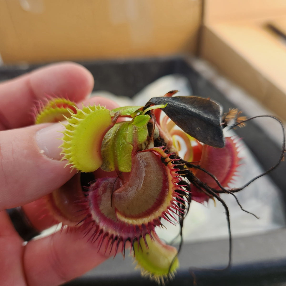 Venus Flytrap- Dionaea muscipula 'Flaming Lips' – Carnivero
