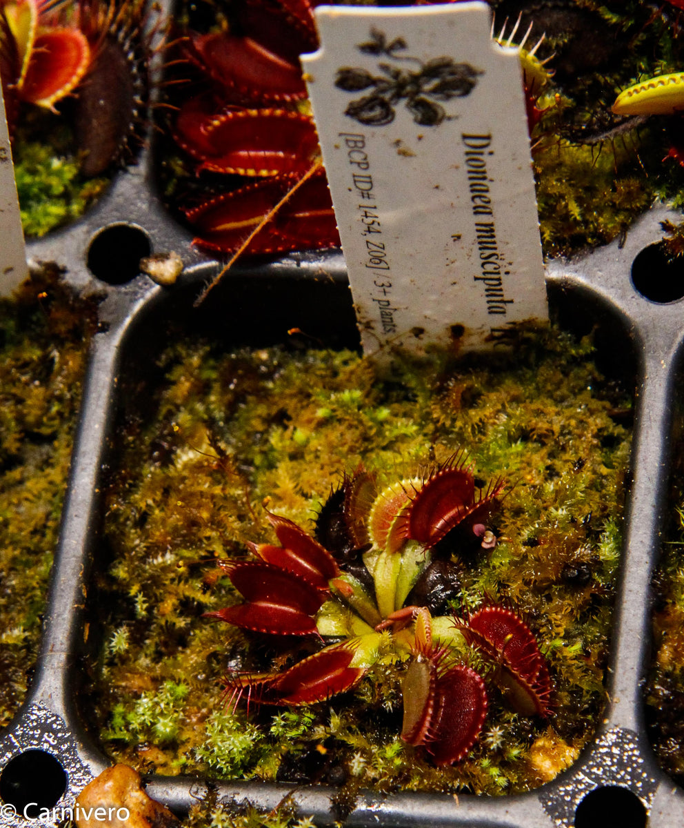 Venus Flytrap- Dionaea muscipula "BCP Titan" – Carnivero