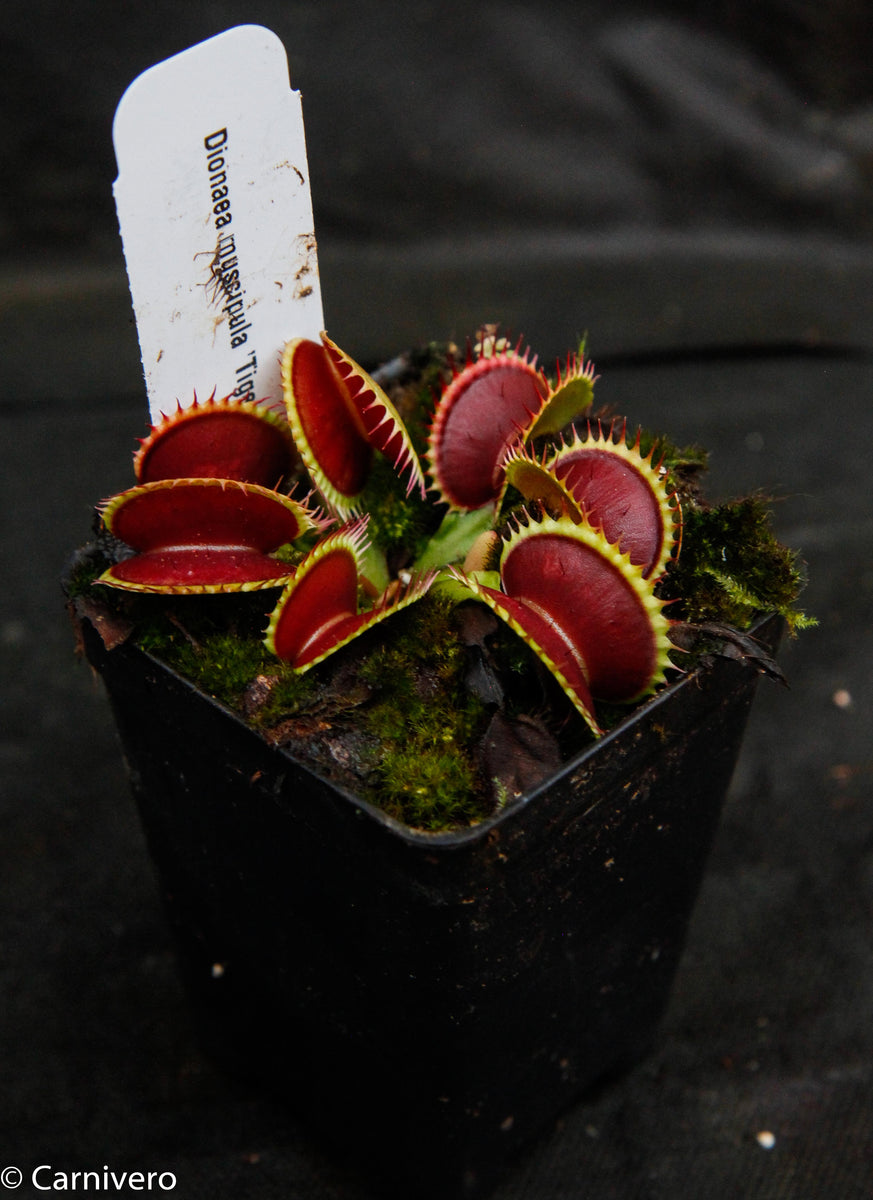 Venus Flytrap- Dionaea muscipula "Tiger Fangs" – Carnivero