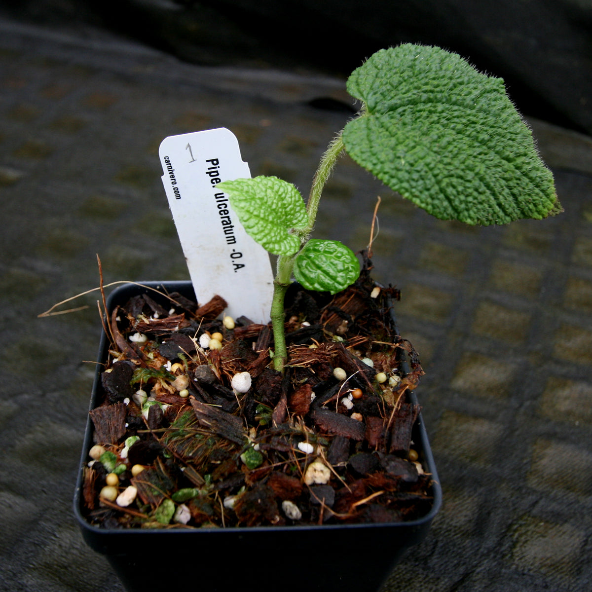 Piper ulceratum – Carnivero