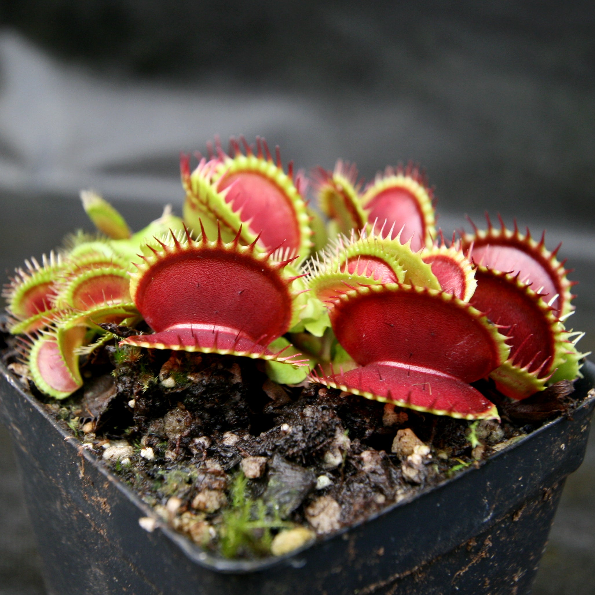 Venus Flytrap - Dionaea muscipula Bimbo – Carnivero