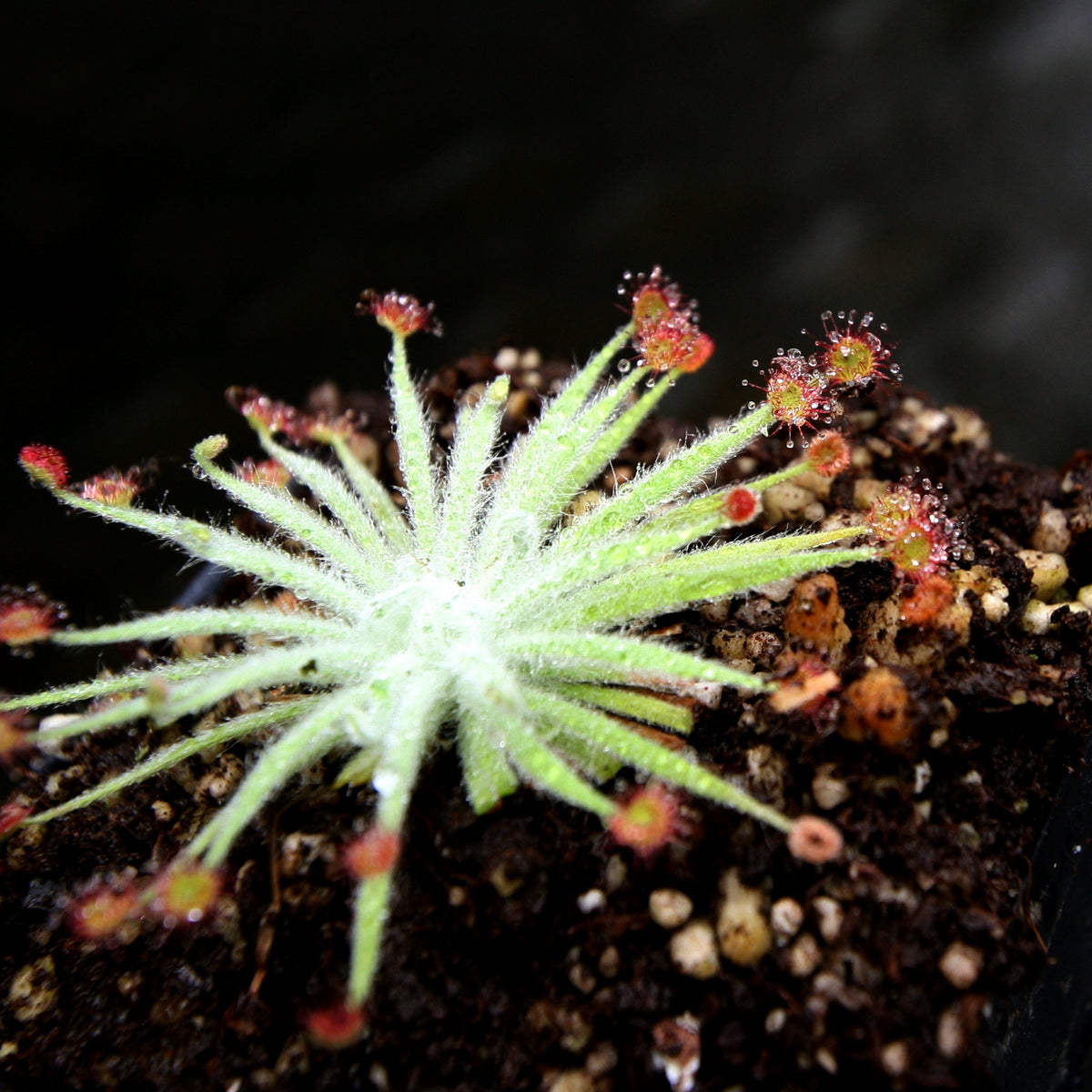 Sundew Plant Flower