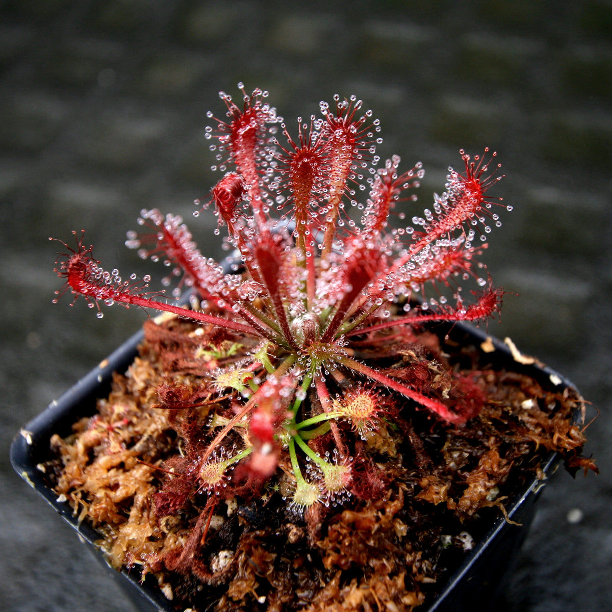 Drosera oblanceolata sundew – Carnivero