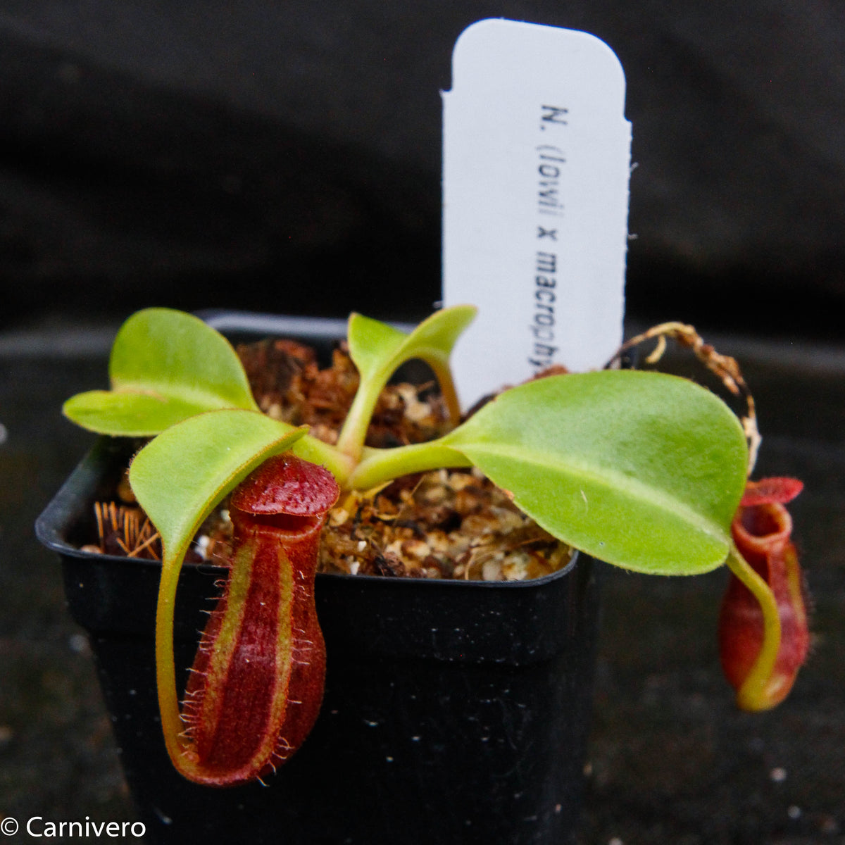 Nepenthes x Trusmadiensis x robcantleyi – Carnivero