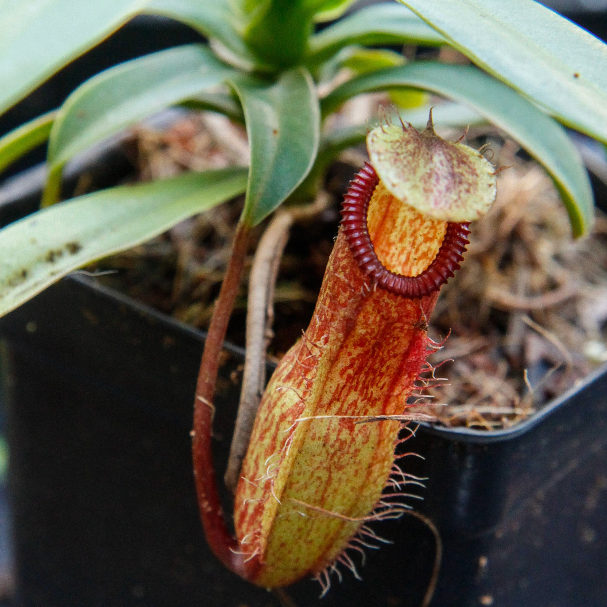 Nepenthes Ventricosa X Hamata