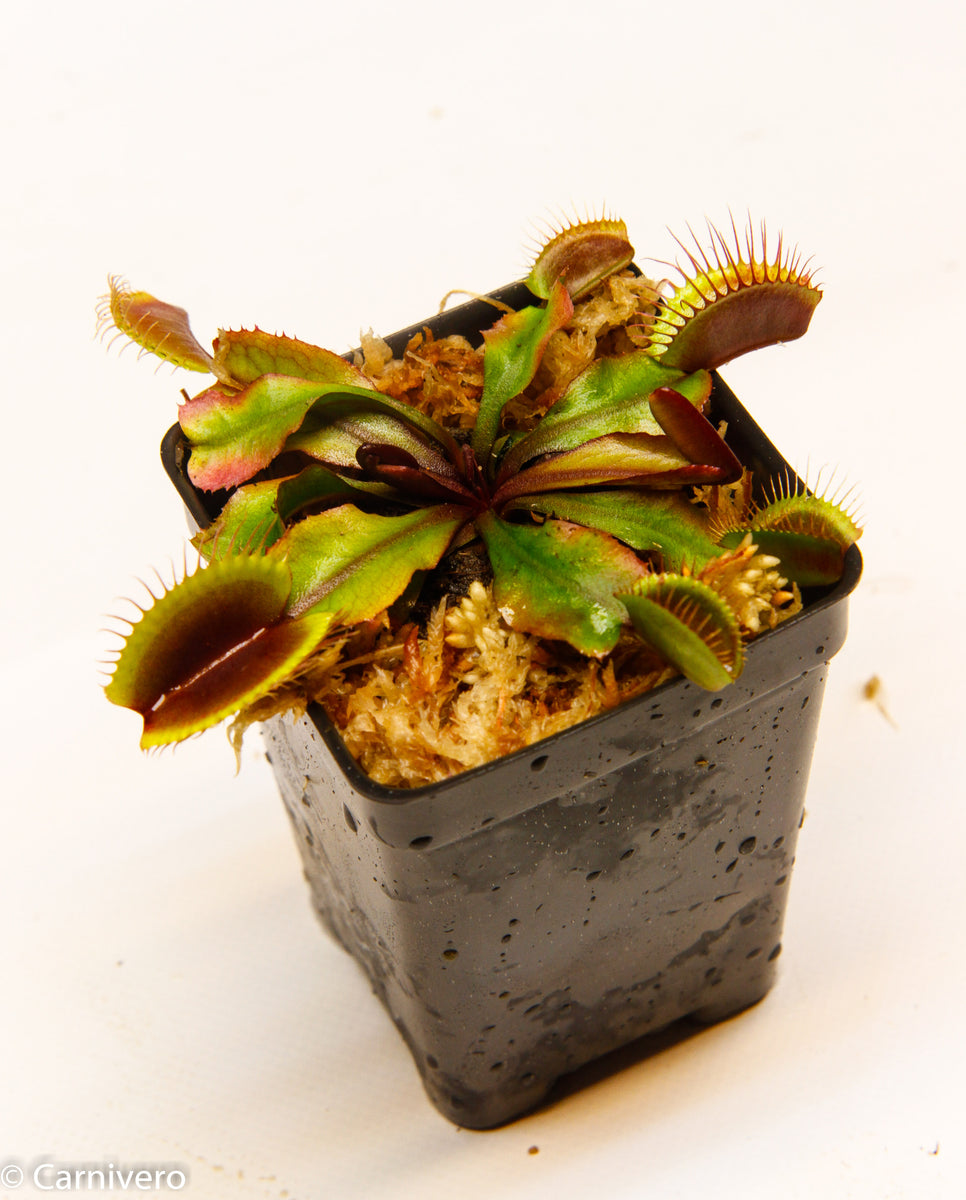 Venus Flytrap "Red Dragon" (Dionaea muscipula) – Carnivero