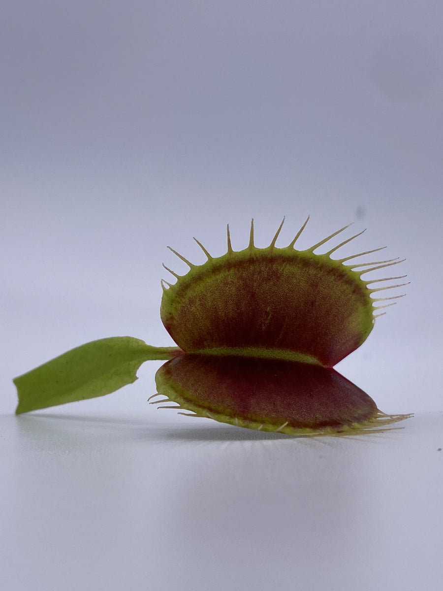 Venus Flytrap- Dionaea muscipula "Switzerland Giant" – Carnivero