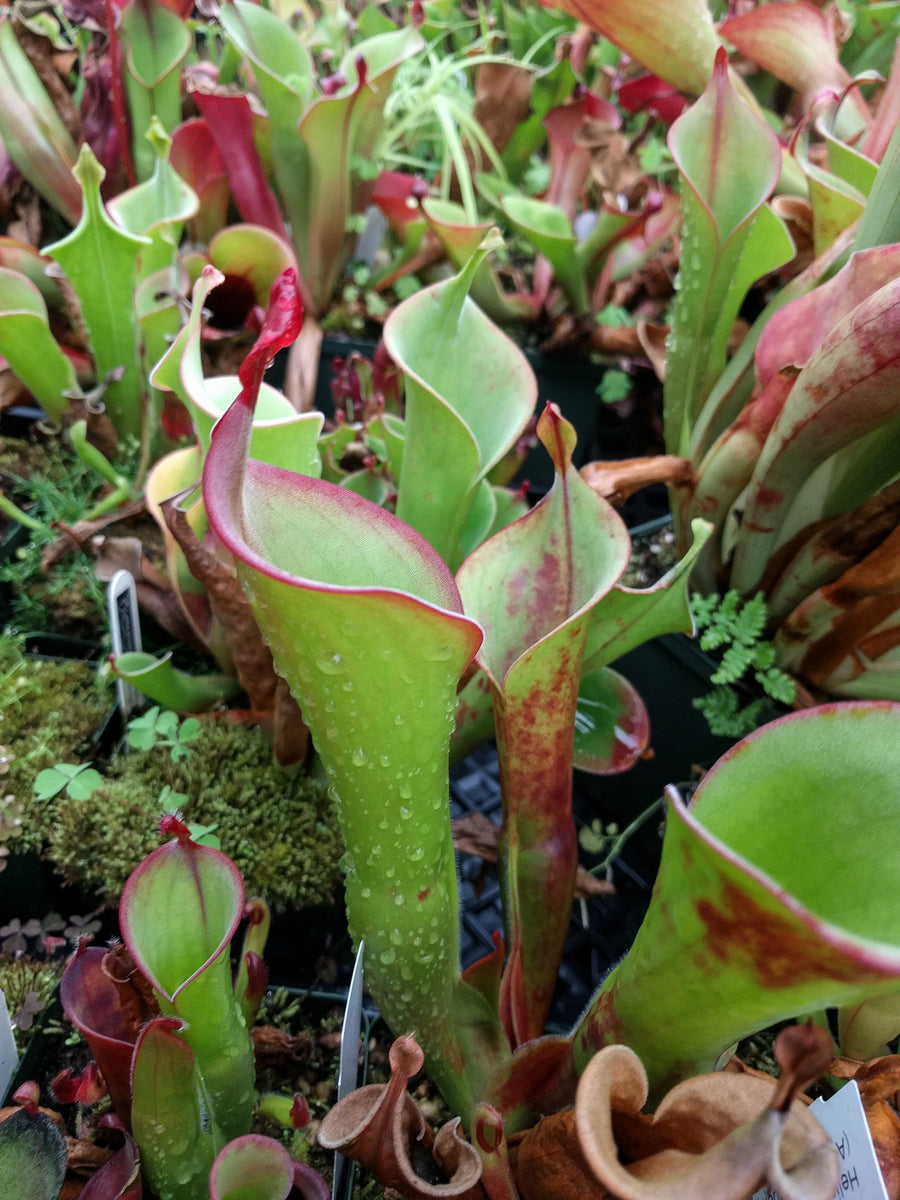 Heliamphora (Sun Pitchers) – Carnivero