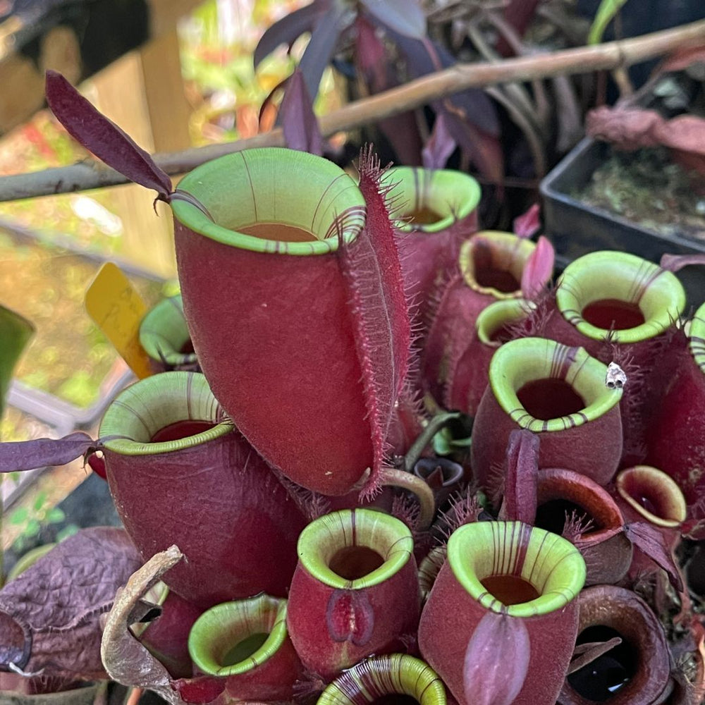 Nepenthes (Pitcher Plants) – Carnivero