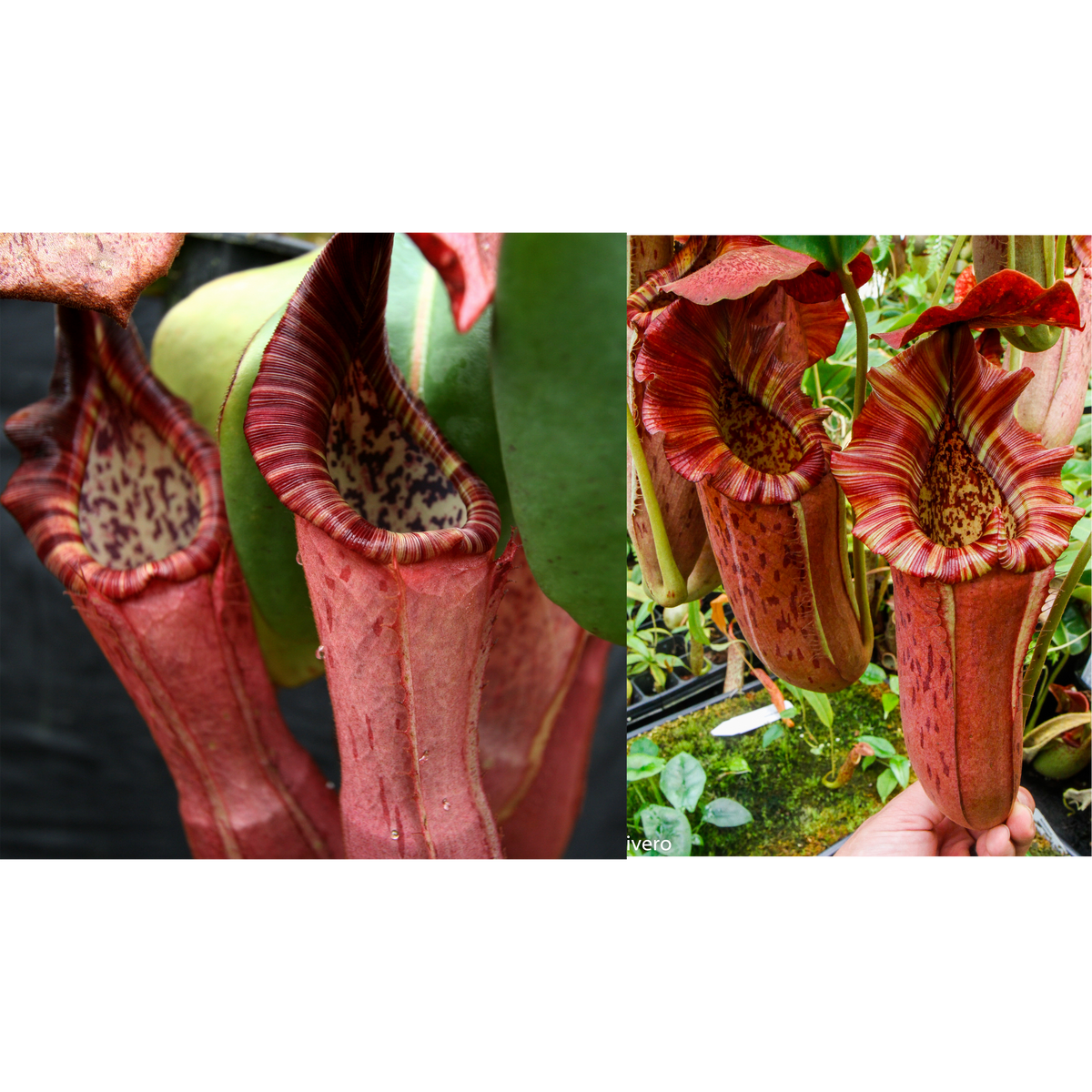 Nepenthes (Song of Melancholy x clipeata) x {Song of Melancholy x [(lo ...
