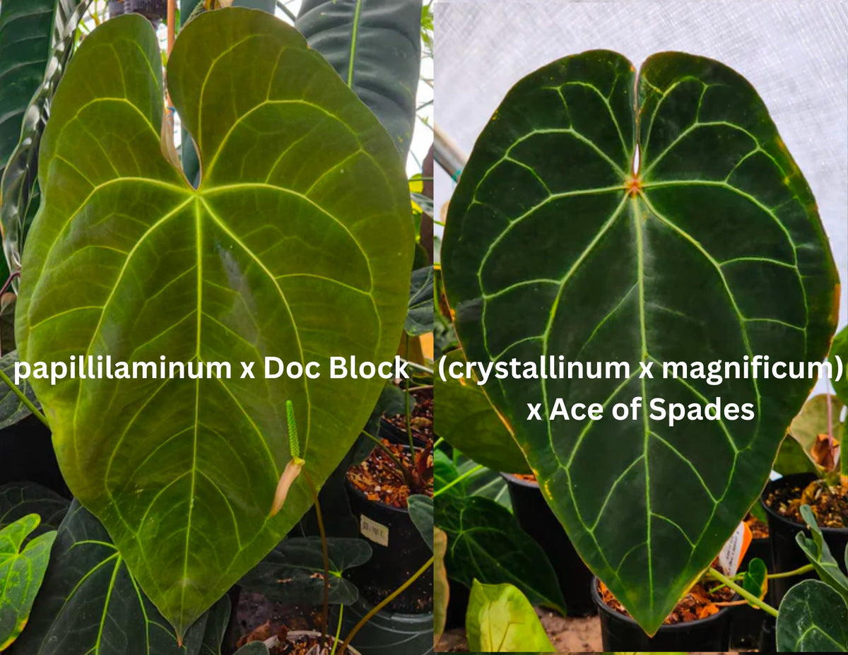 Anthurium (papillilaminum x Doc Block) x [(crystallinum x magnificum ...