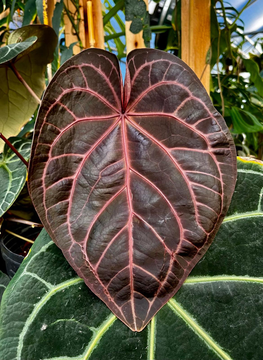Anthurium Doc Block - F2 – Carnivero