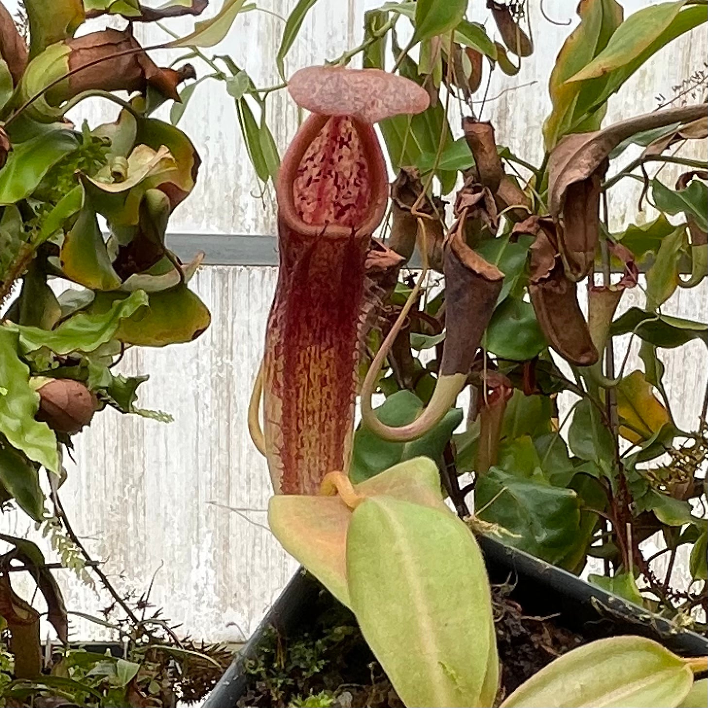 Nepenthes Red Dragon x veitchii Pink Candy Cane – Carnivero