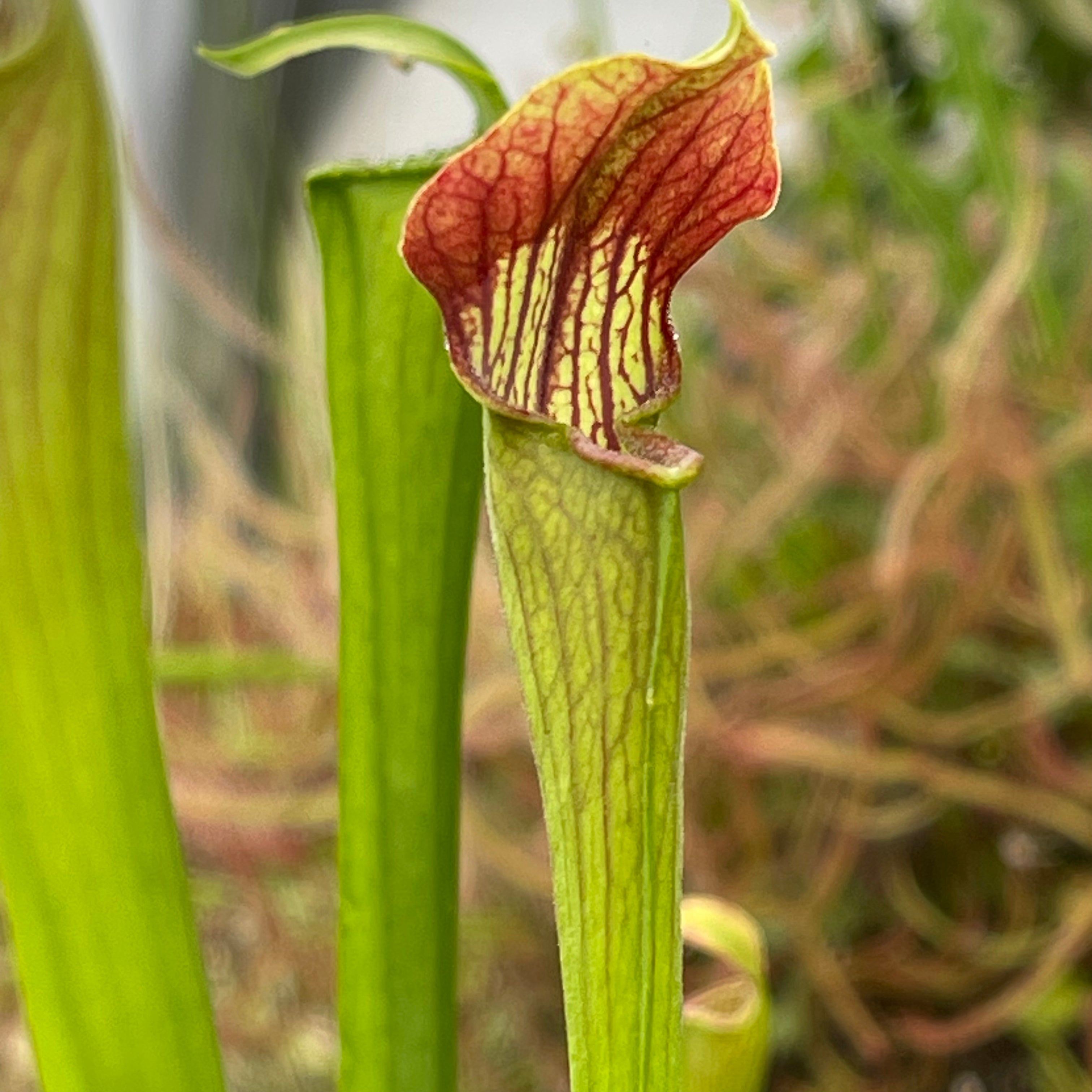 Sarracenia alata Dutch Super, Black Tube – Carnivero
