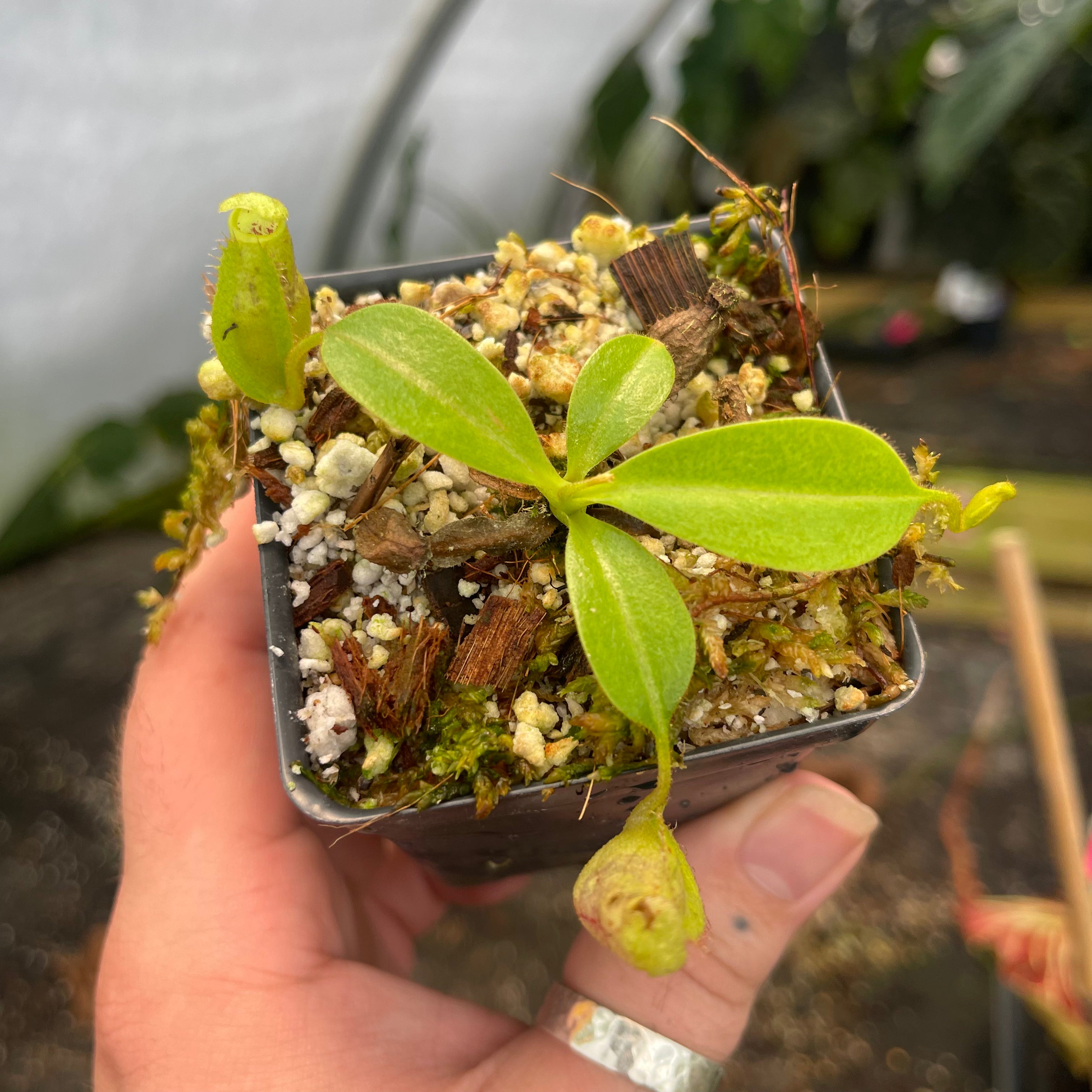 Nepenthes eymae hort (Lumut parents from EP), CAR-0442 – Carnivero