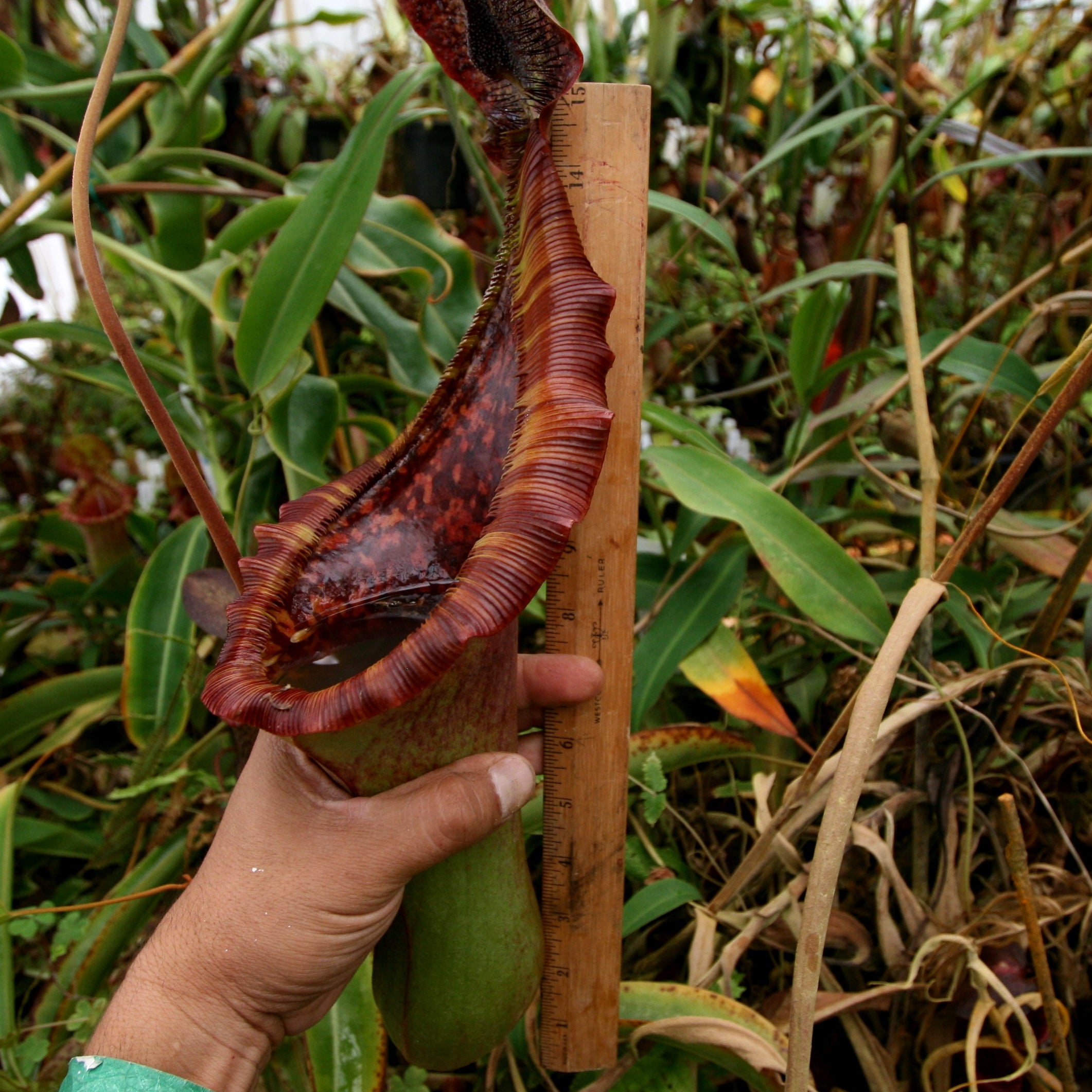 Nepenthes (lowii x truncata)-Giant – Carnivero