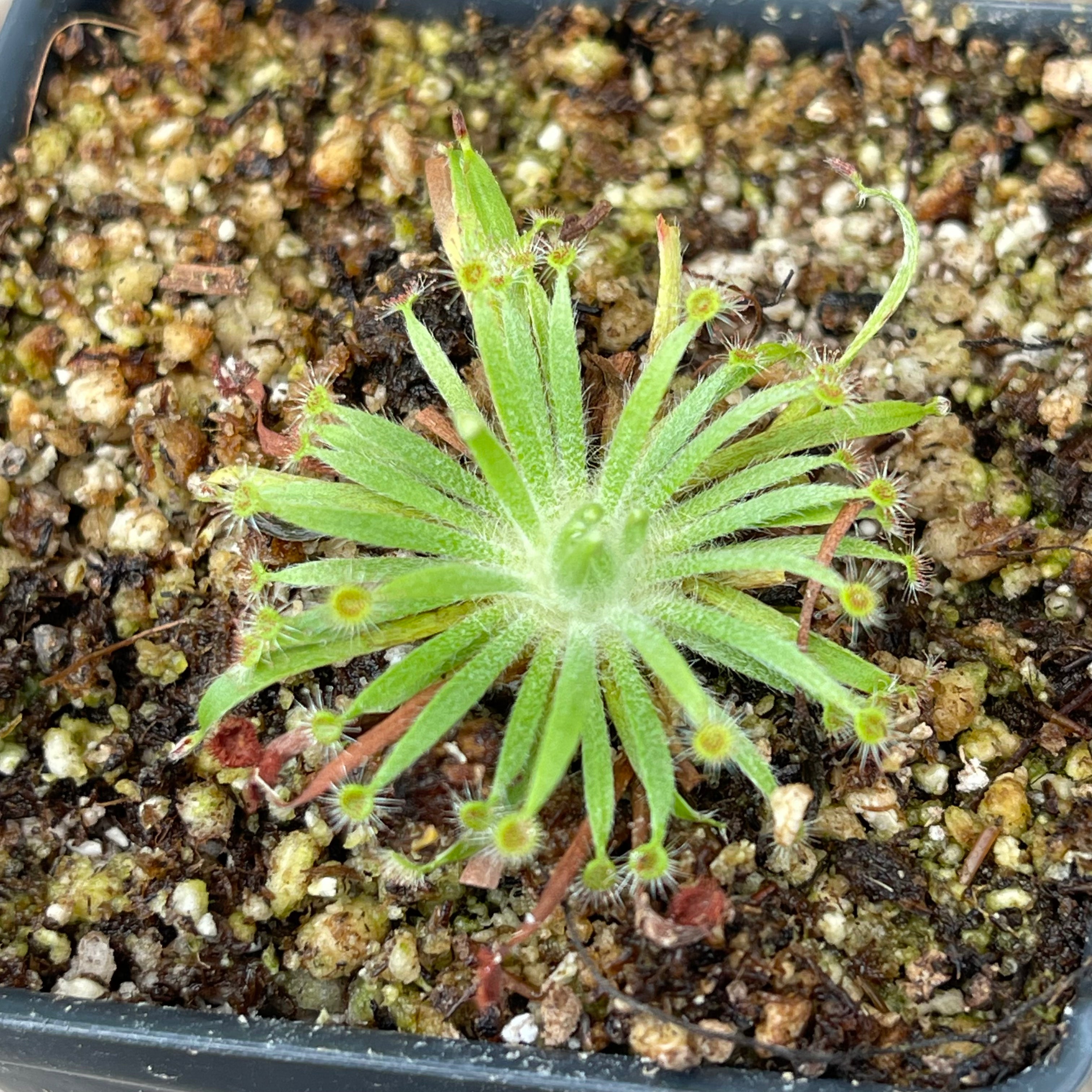 Drosera fulva sundew – Carnivero