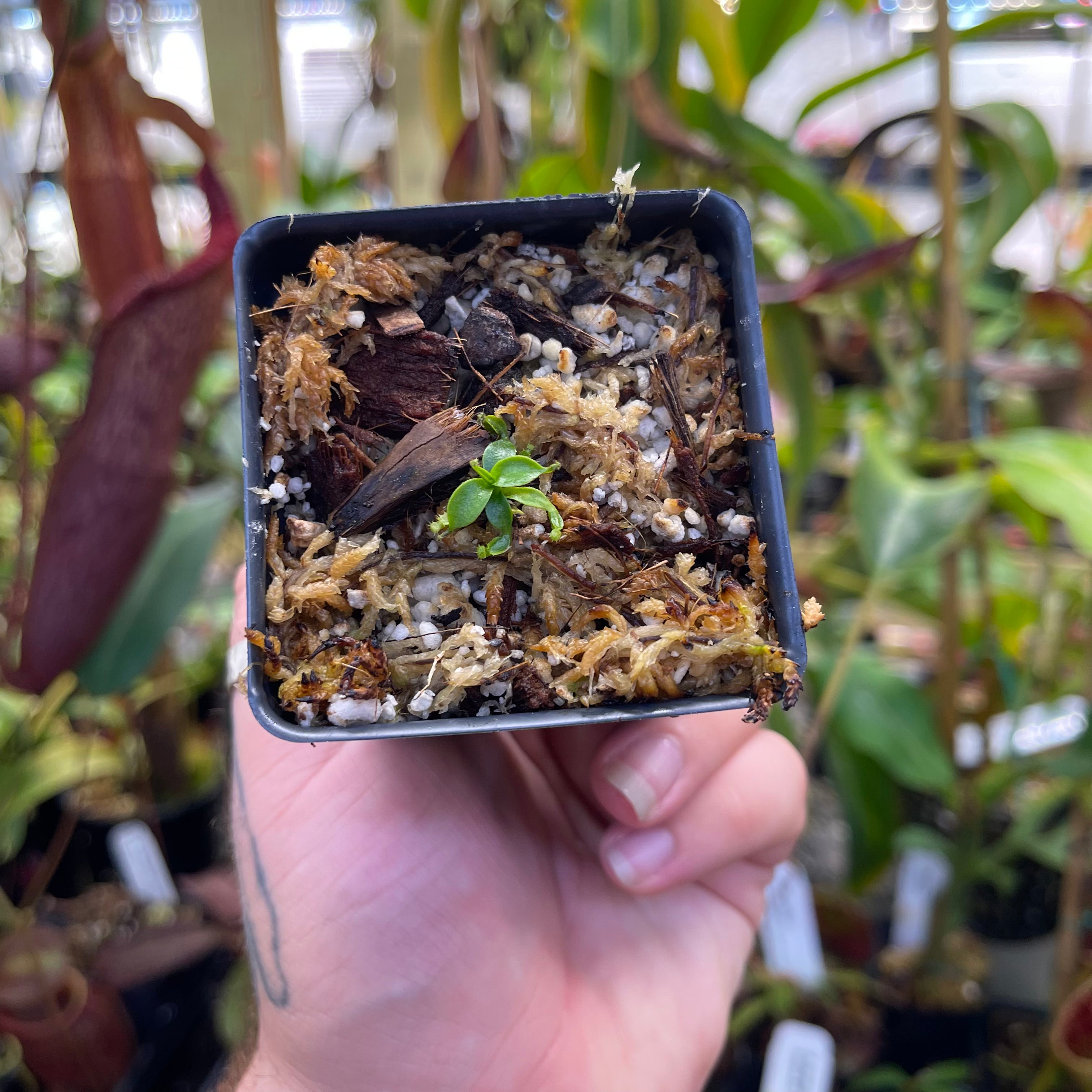 Nepenthes mollis x edwardsiana, CAR-0446 – Carnivero