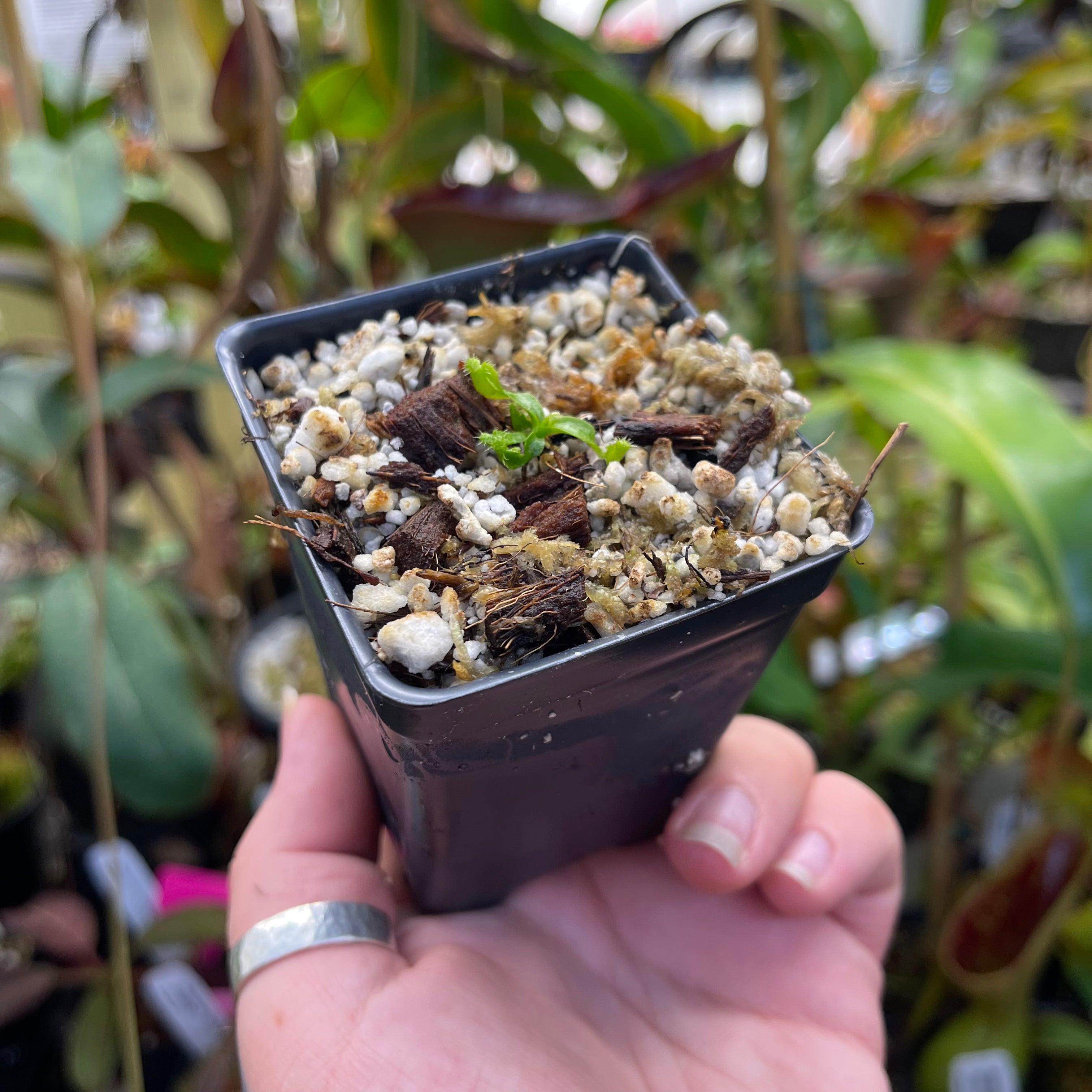 Nepenthes mollis x (lowii x truncata)-Giant, CAR-0445 – Carnivero