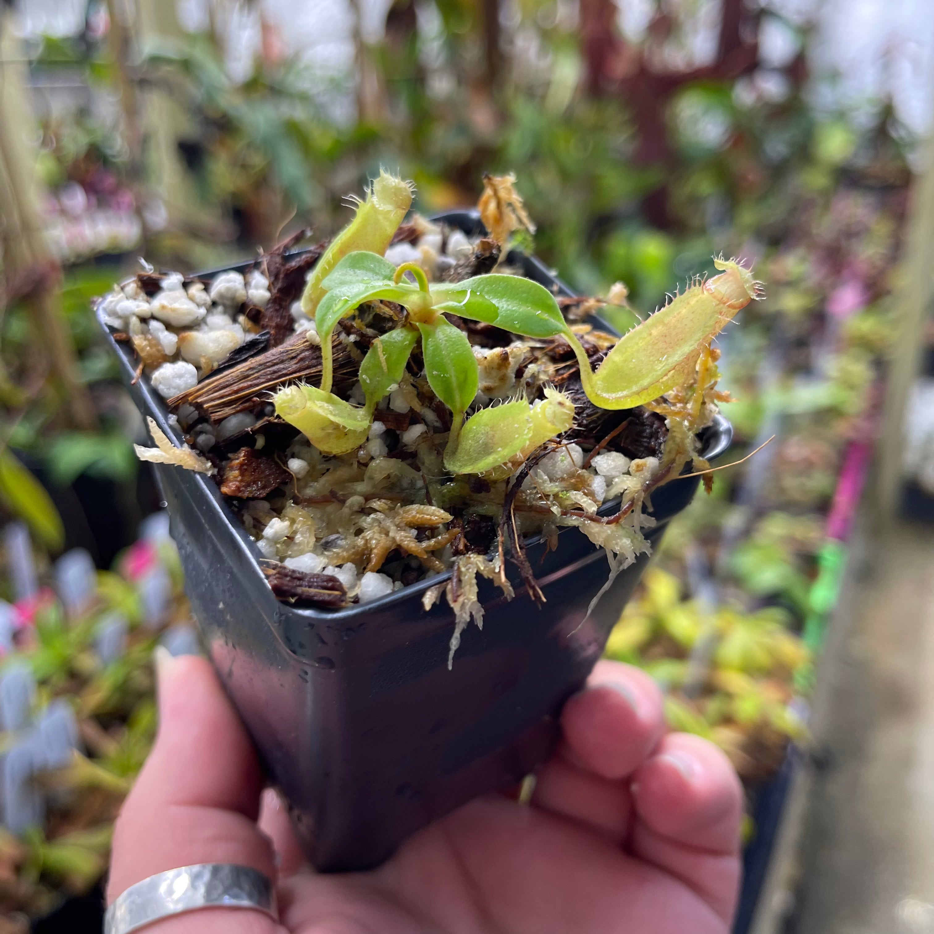 Nepenthes ventricosa 'Denver' x edwardsiana, CAR-0447 – Carnivero