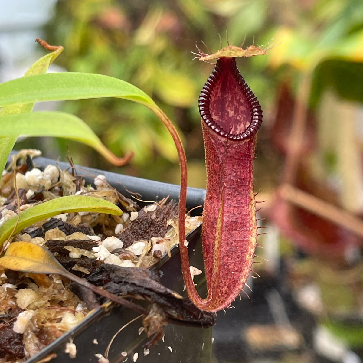 Nepenthes (singalana x hamata) x hamata BE-4576 – Carnivero