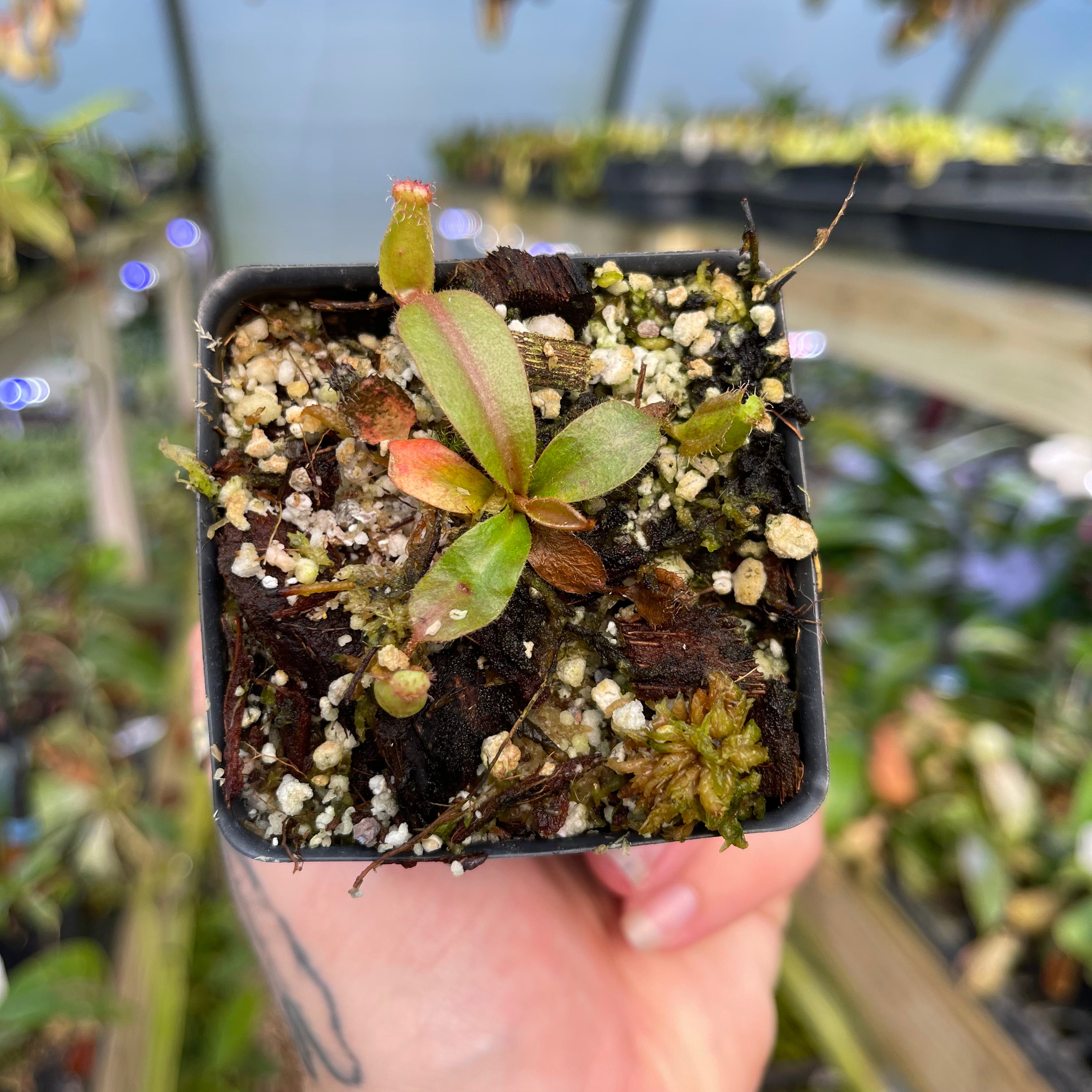 Nepenthes [(Rokko x boschiana) x veitchii] x (truncata x veitchii), CA – Carnivero