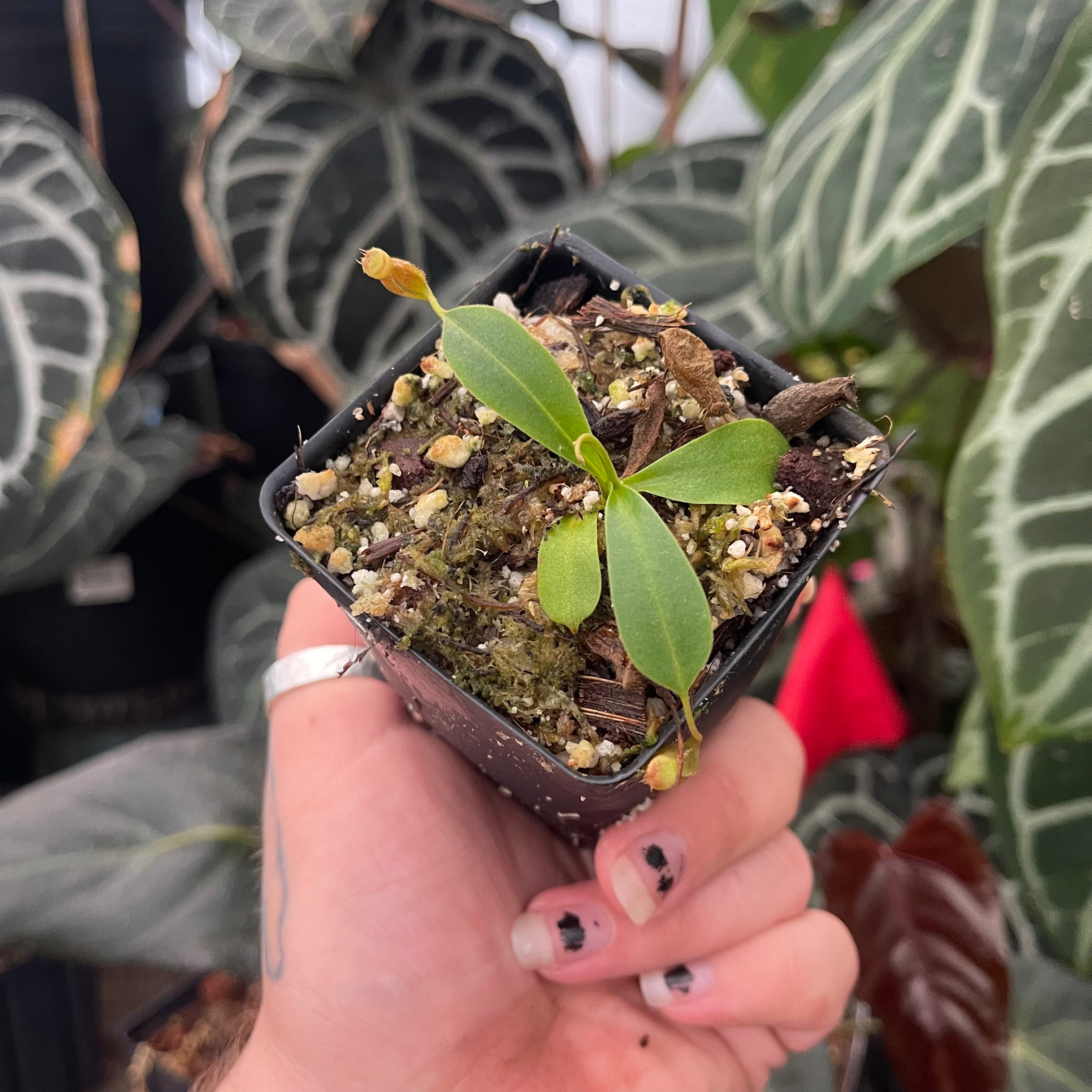 Nepenthes (SPATHULATA X JACQUELINEAE) x 'Redonkulas', CAR-0471 – Carnivero
