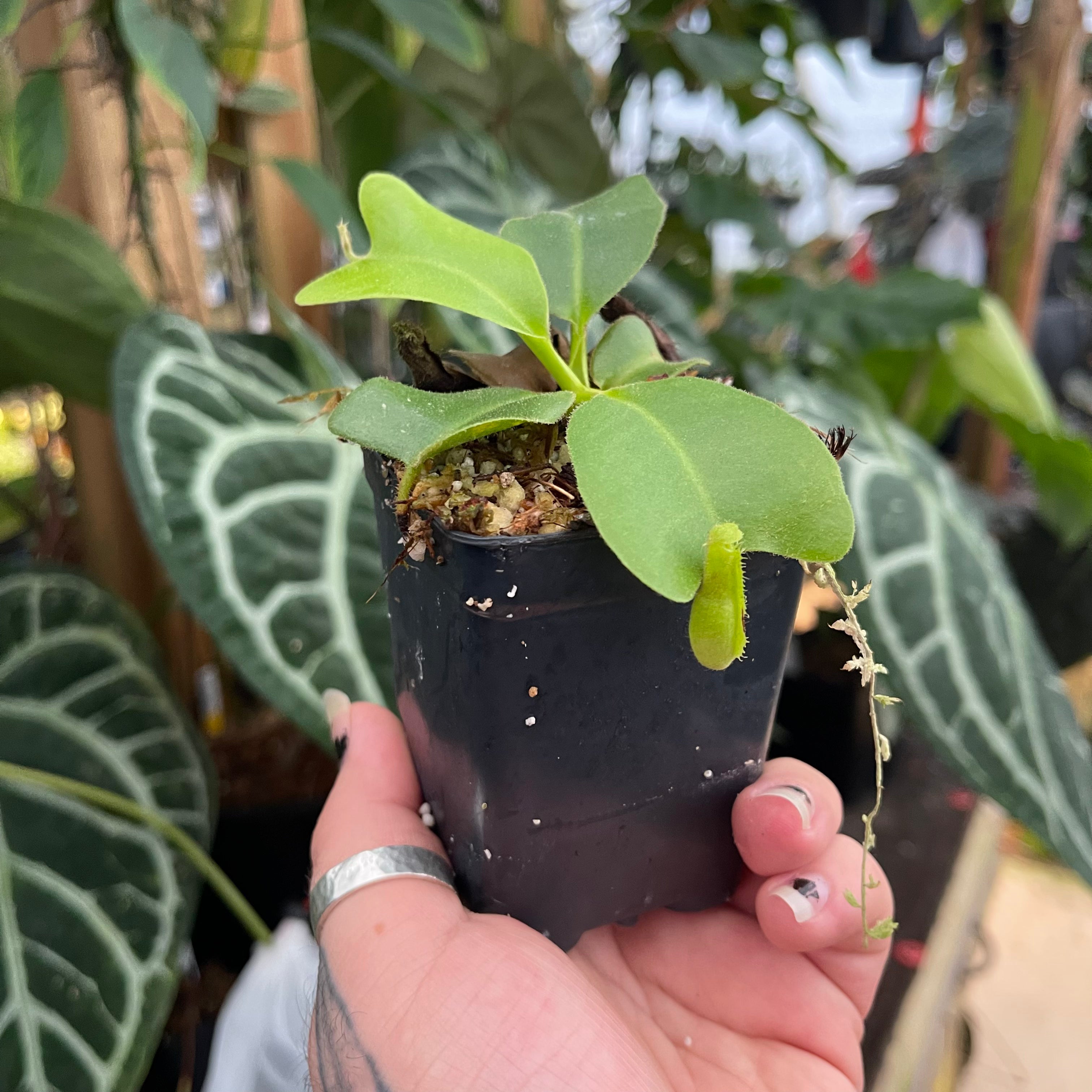 Nepenthes truncata JB x truncata JB, CAR-0473 – Carnivero