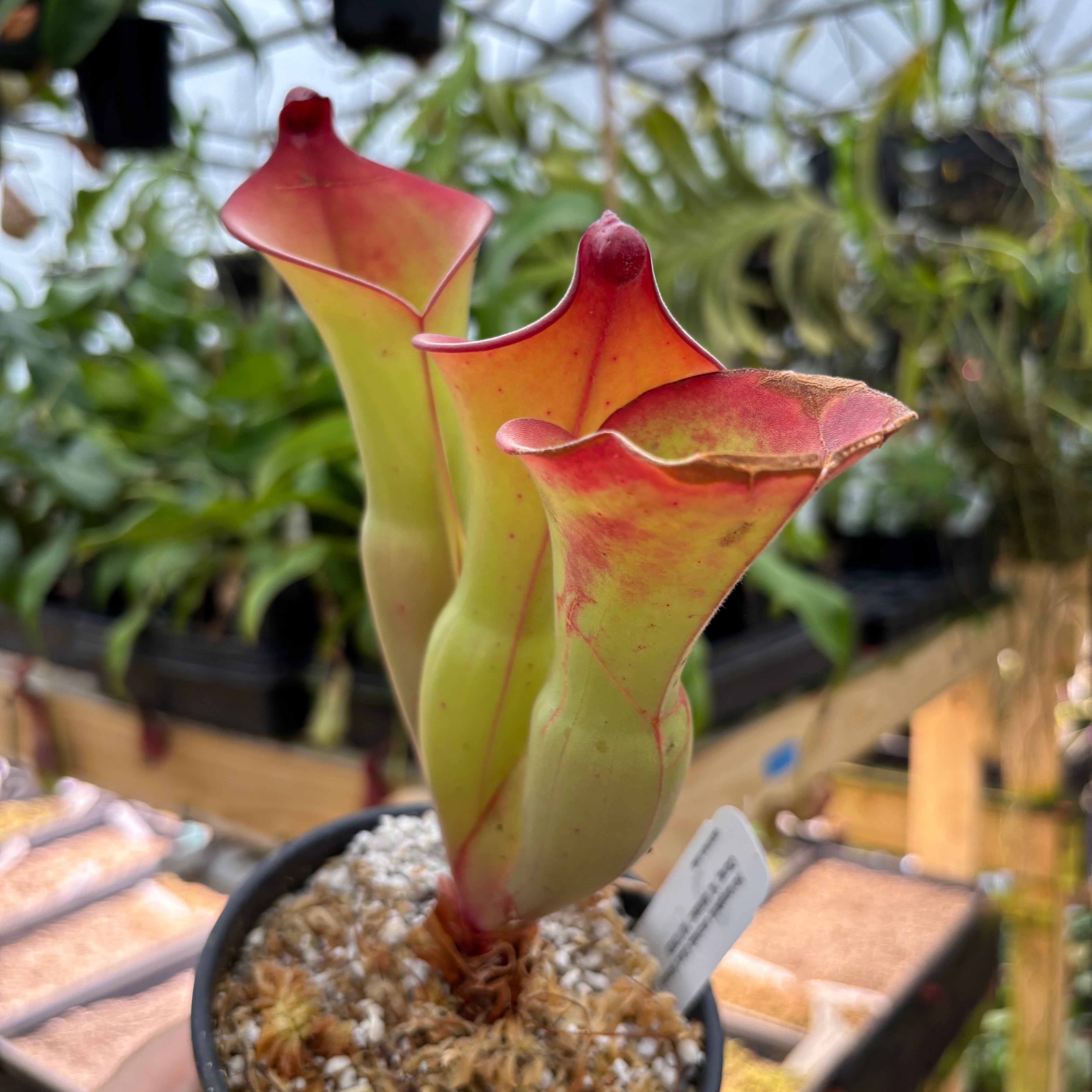 [A884] Heliamphora uncinata Giant (Amuri) Clone: 10 – Carnivero