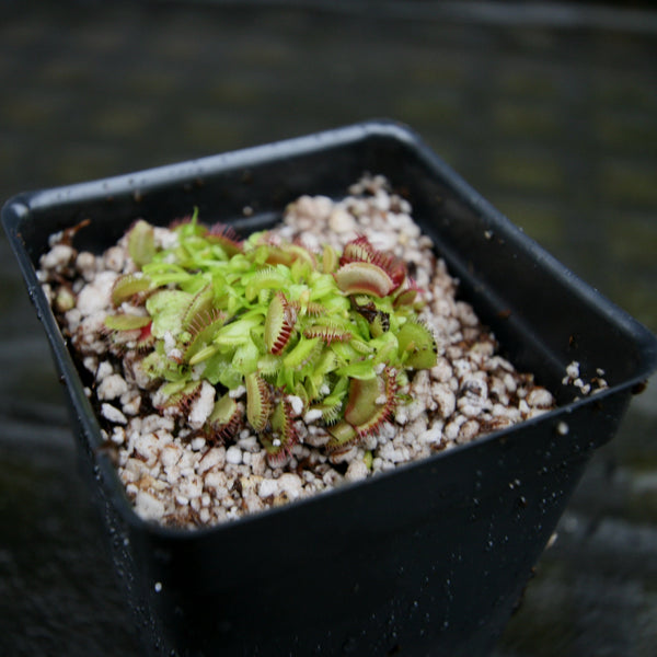 Venus Flytrap- Dionaea muscipula "Purple Ambush" Wholesale – Carnivero
