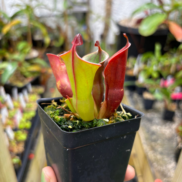 Heliamphora (Sun Pitchers) – Carnivero