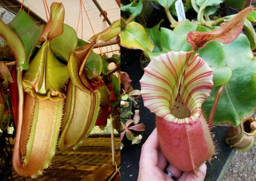Nepenthes veitchii (Bareo MT x "Cobra"), CAR-0267 – Carnivero