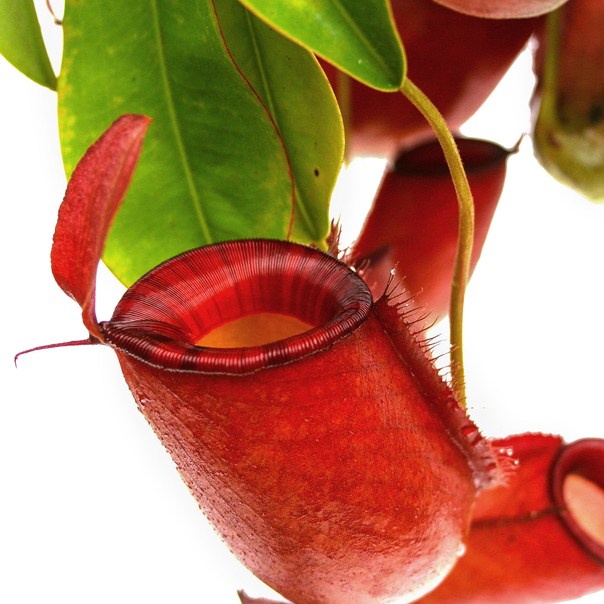 Indoor Beginner Carnivorous Plant Collection - FREE SHIPPING – Carnivero
