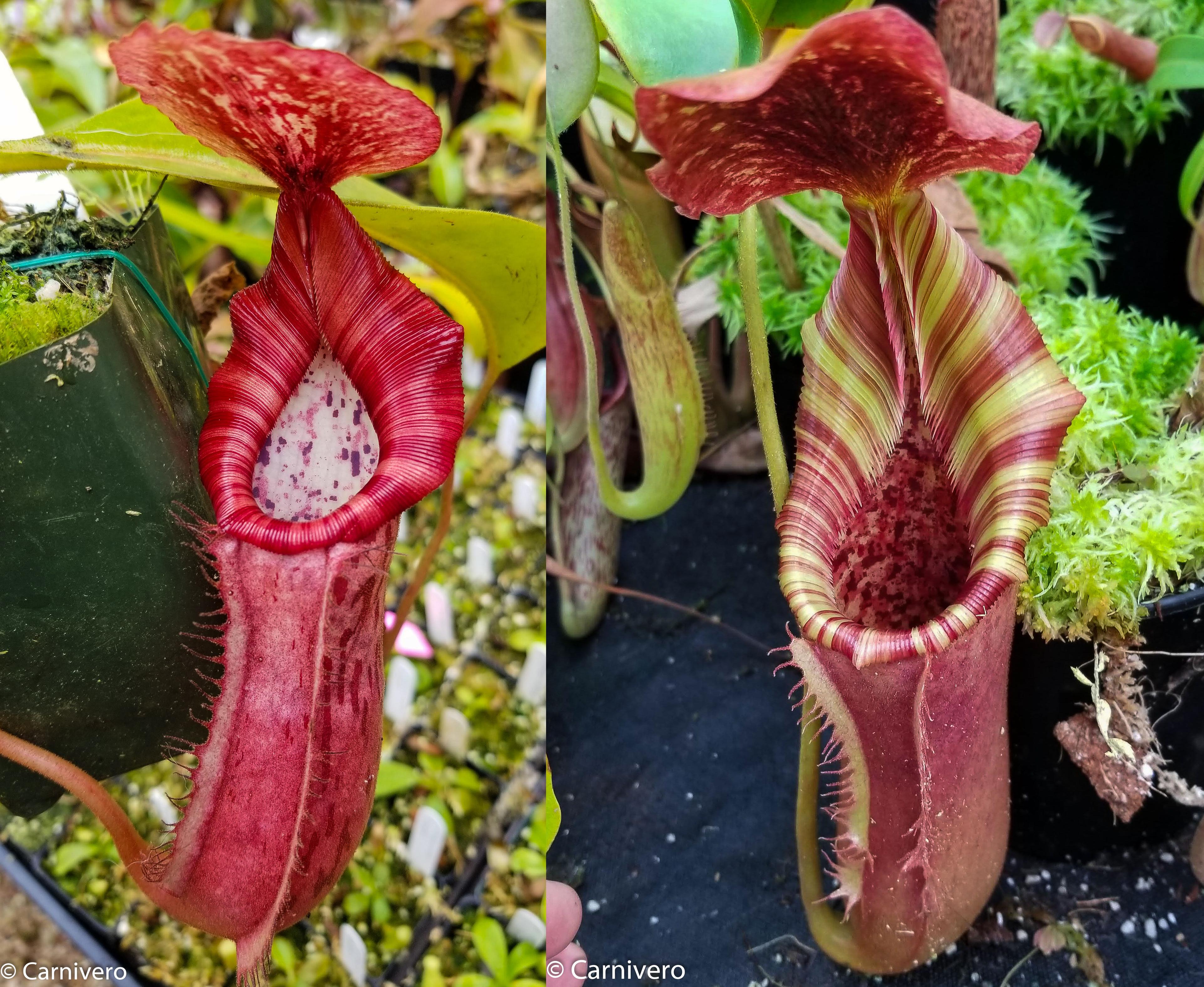 Nepenthes 'Song of Melancholy' x (lowii x veitchii), CAR-0439 – Carnivero