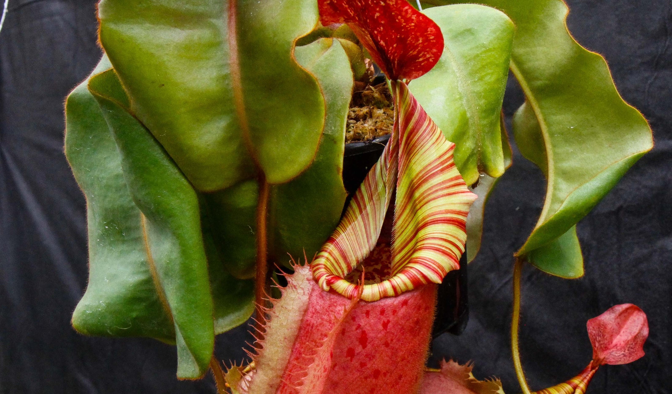 Carnivero, Carnivorous Plants and Tropicals Nursery
