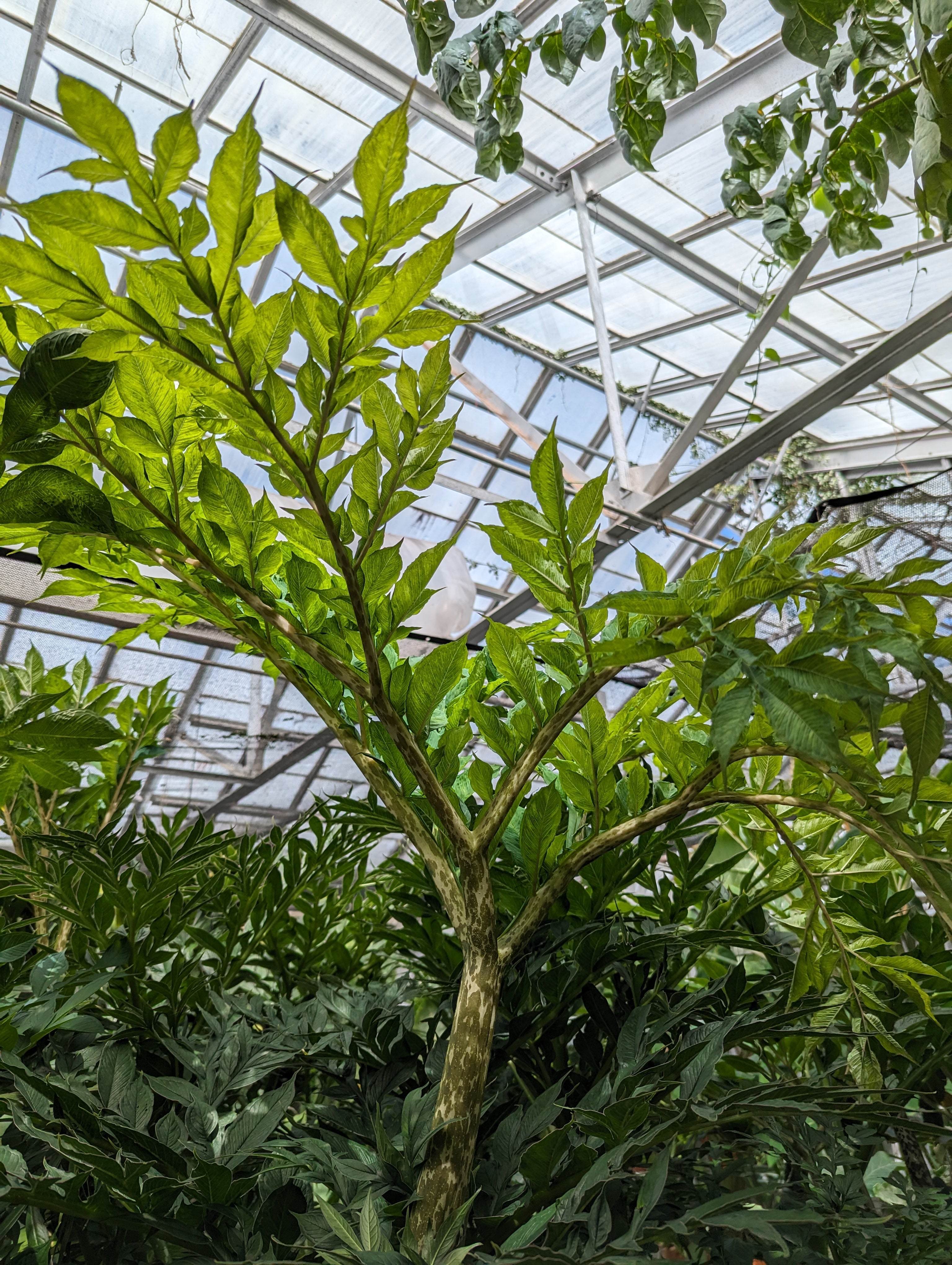 Amorphophallus konjac, Corpse Flower, Voodoo Lily – Carnivero