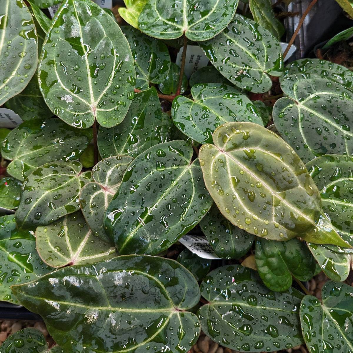 Anthurium Doc Block F2 x besseae aff. – Carnivero